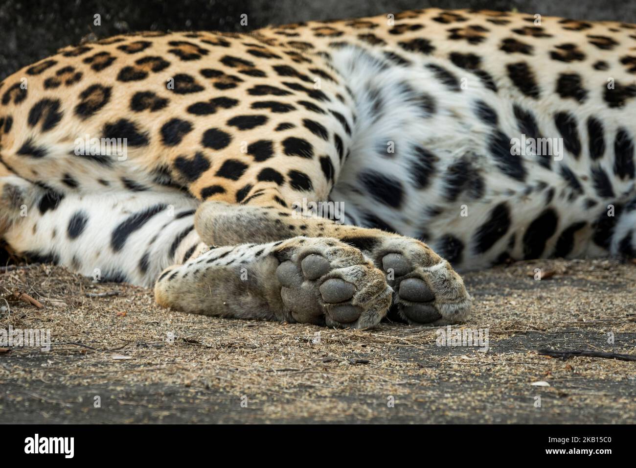 Close up or detail shot of wild male leopard or panther or panthera ...