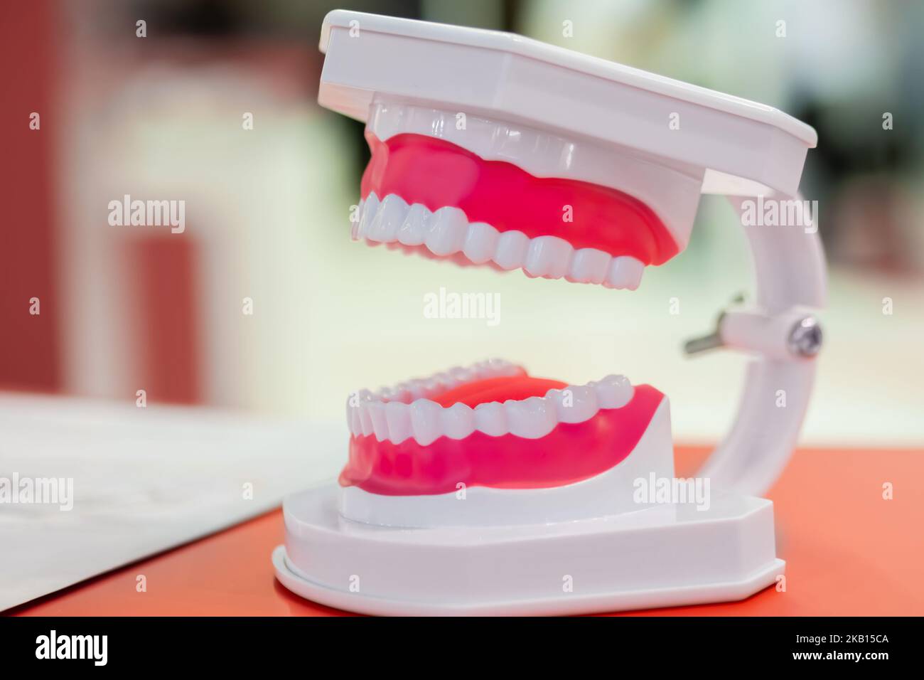 Plastic anatomical human jaw, demonstration model for education Stock ...