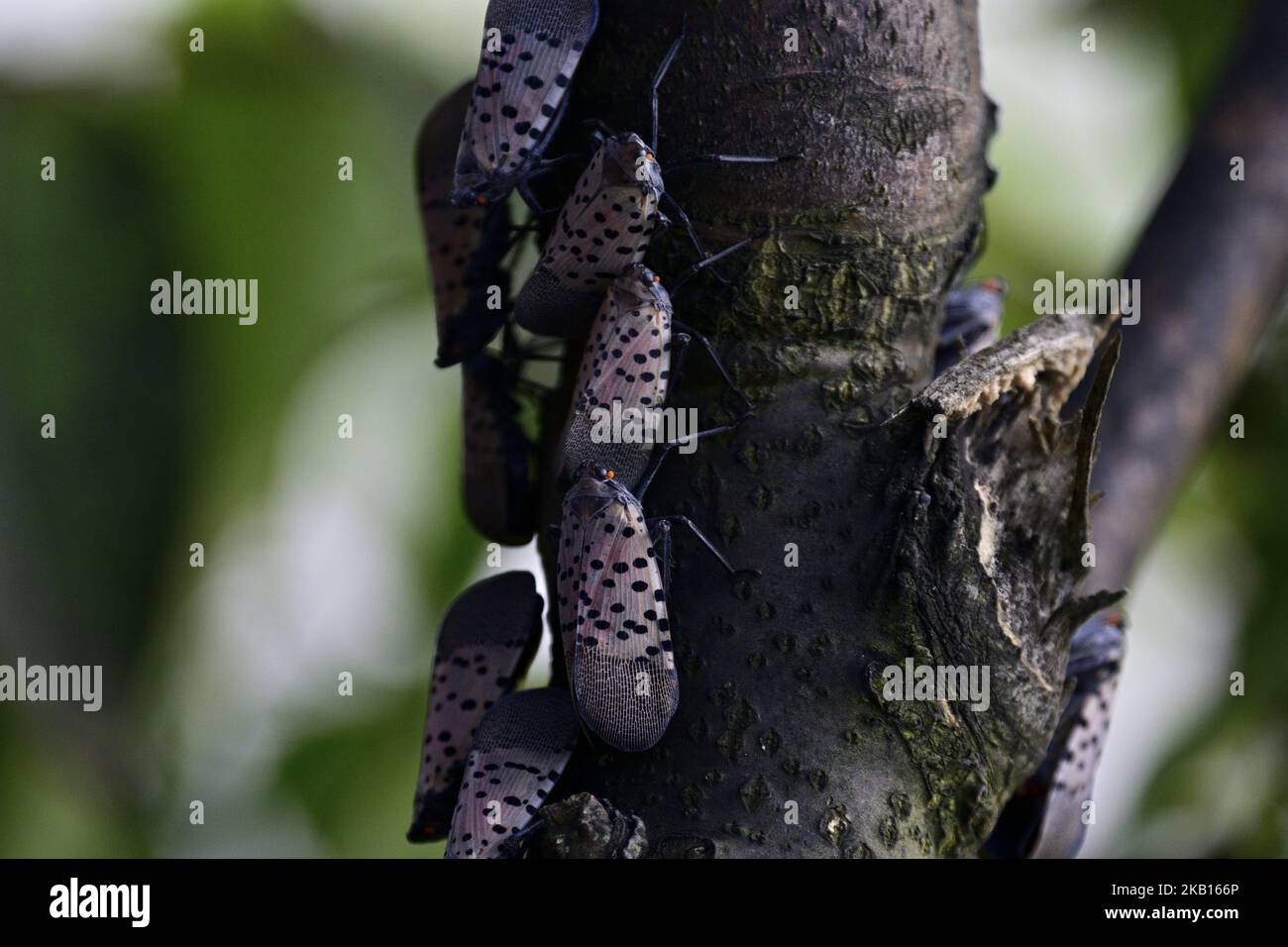 Planthopper life cycle hi-res stock photography and images - Alamy