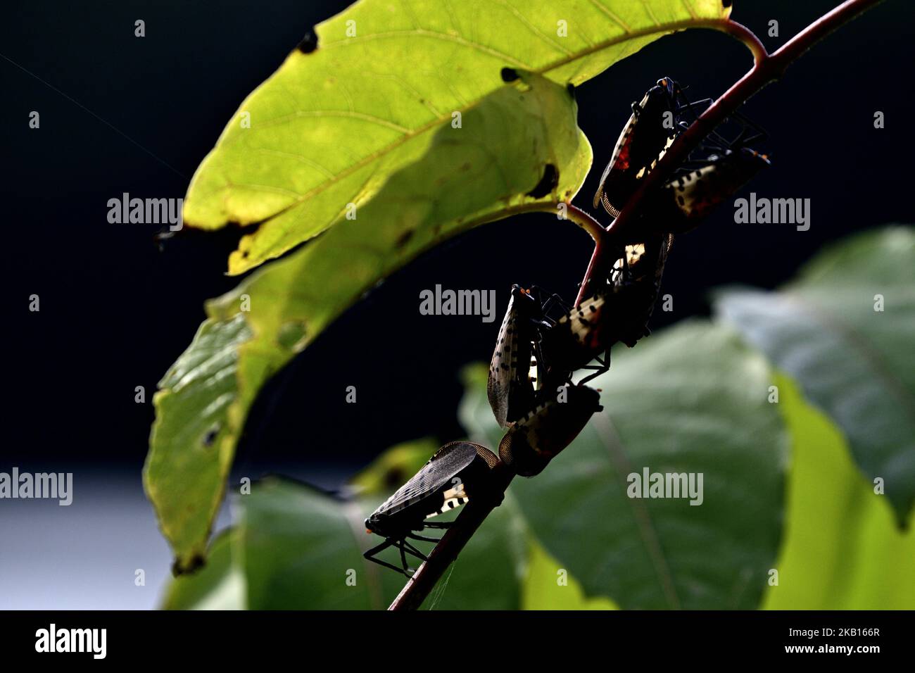 Planthopper life cycle hi-res stock photography and images - Alamy