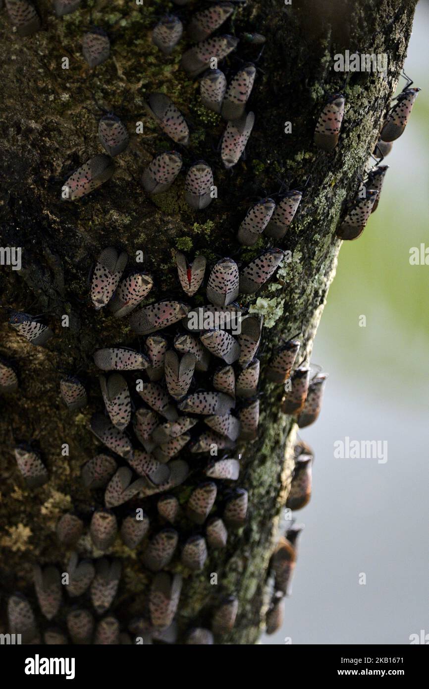 Planthopper life cycle hi-res stock photography and images - Alamy