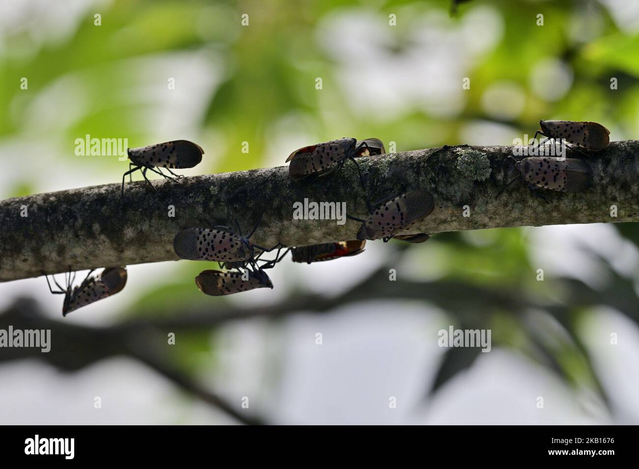 Planthopper life cycle hi-res stock photography and images - Alamy