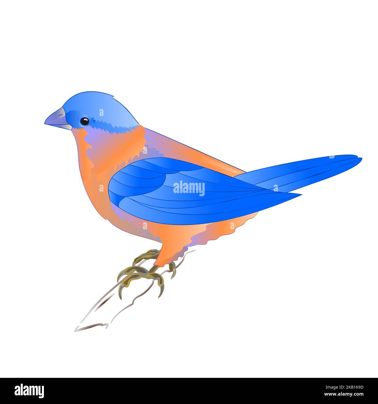 Small songbirdon Bluebird thrush on a white background vintage vector ...