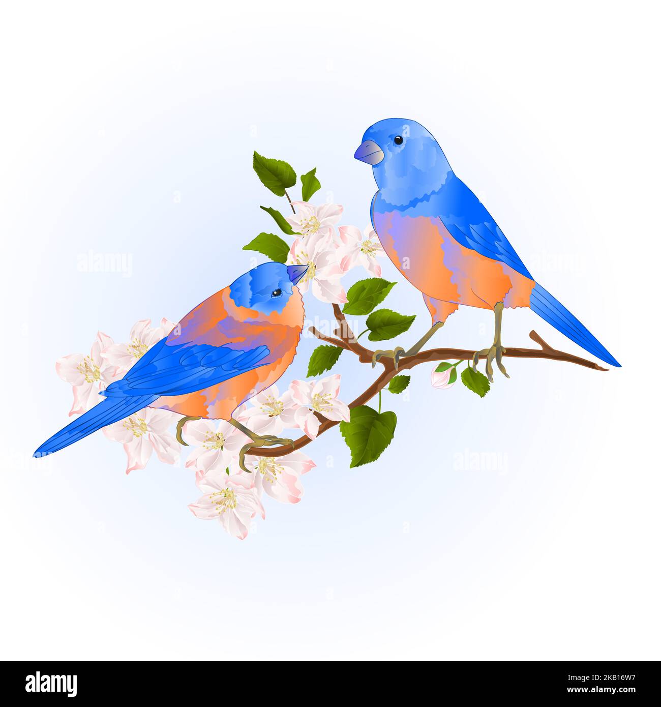 Bluebirds thrush small songbirdons on an apple tree branch with flowers ...