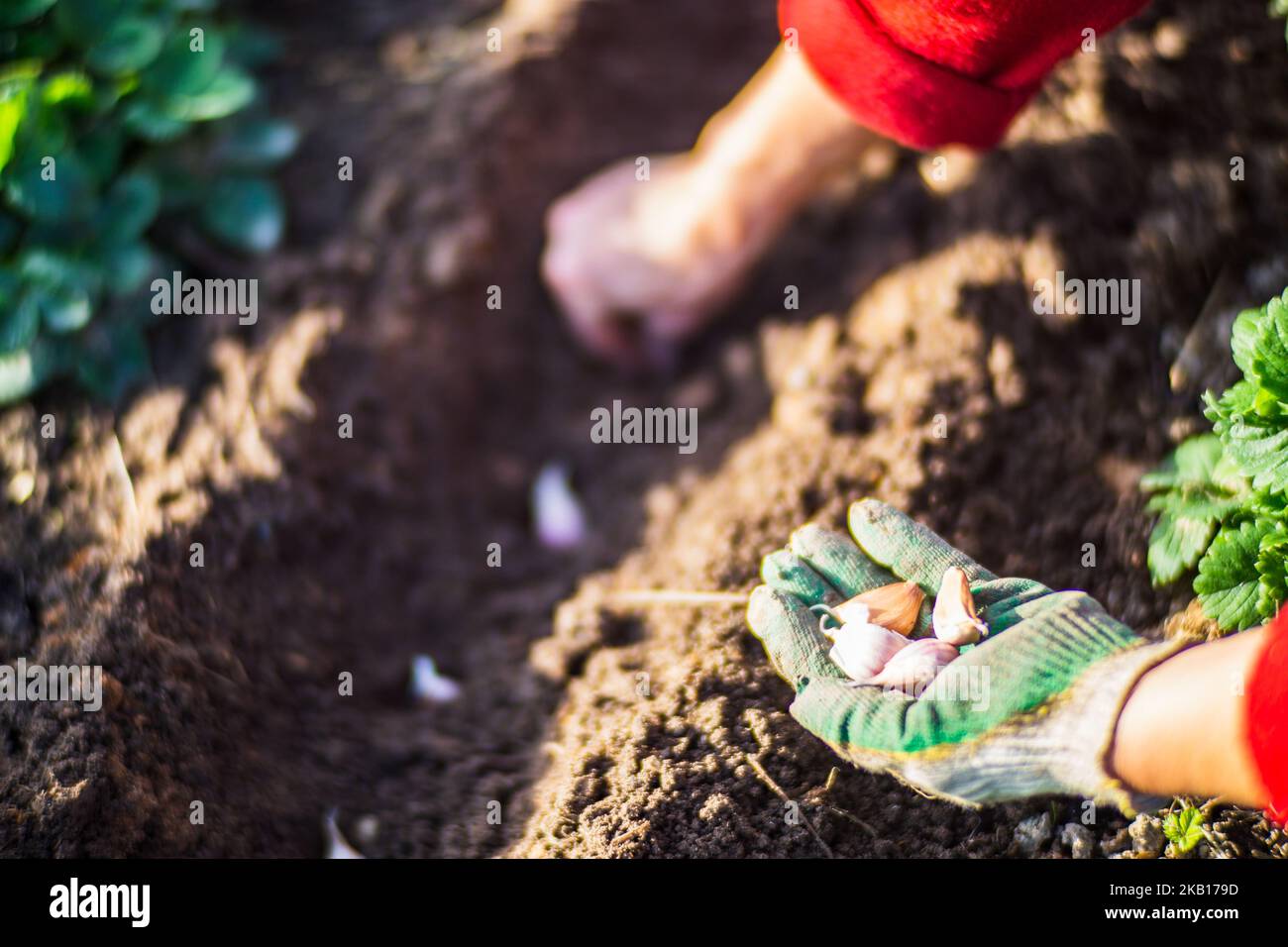 Planting agricultural seeds of garlic on a bed in the garden ...