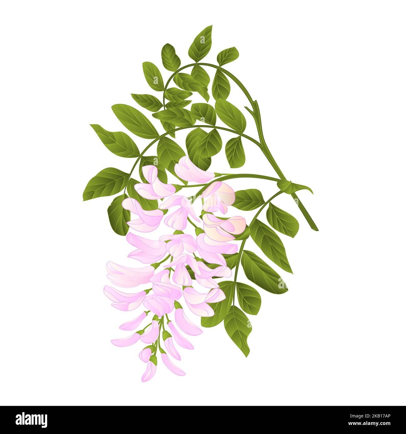 Acacia Flower Drawing
