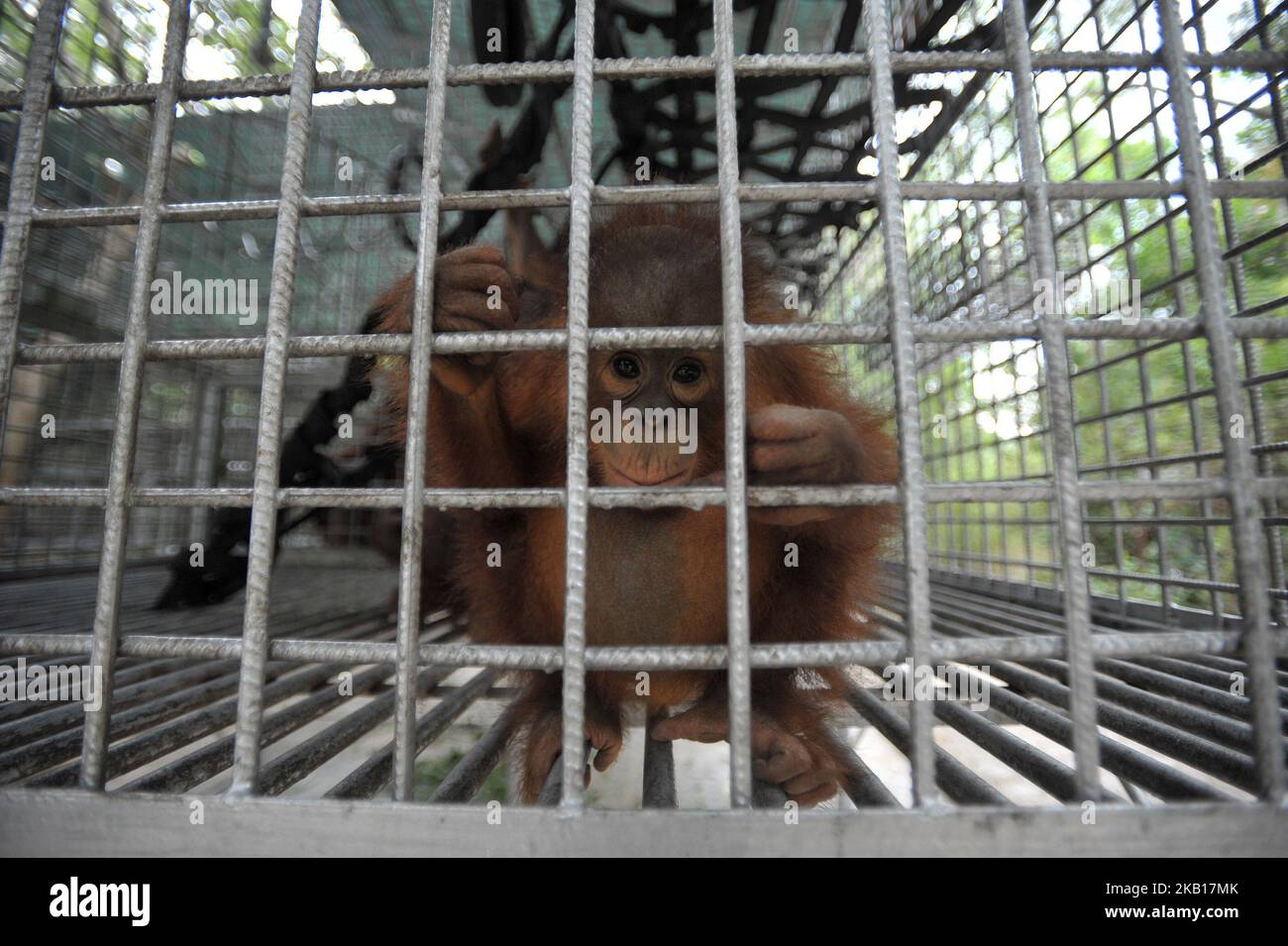 Keepers give babies Milk and food orangutans after forest school at the ...