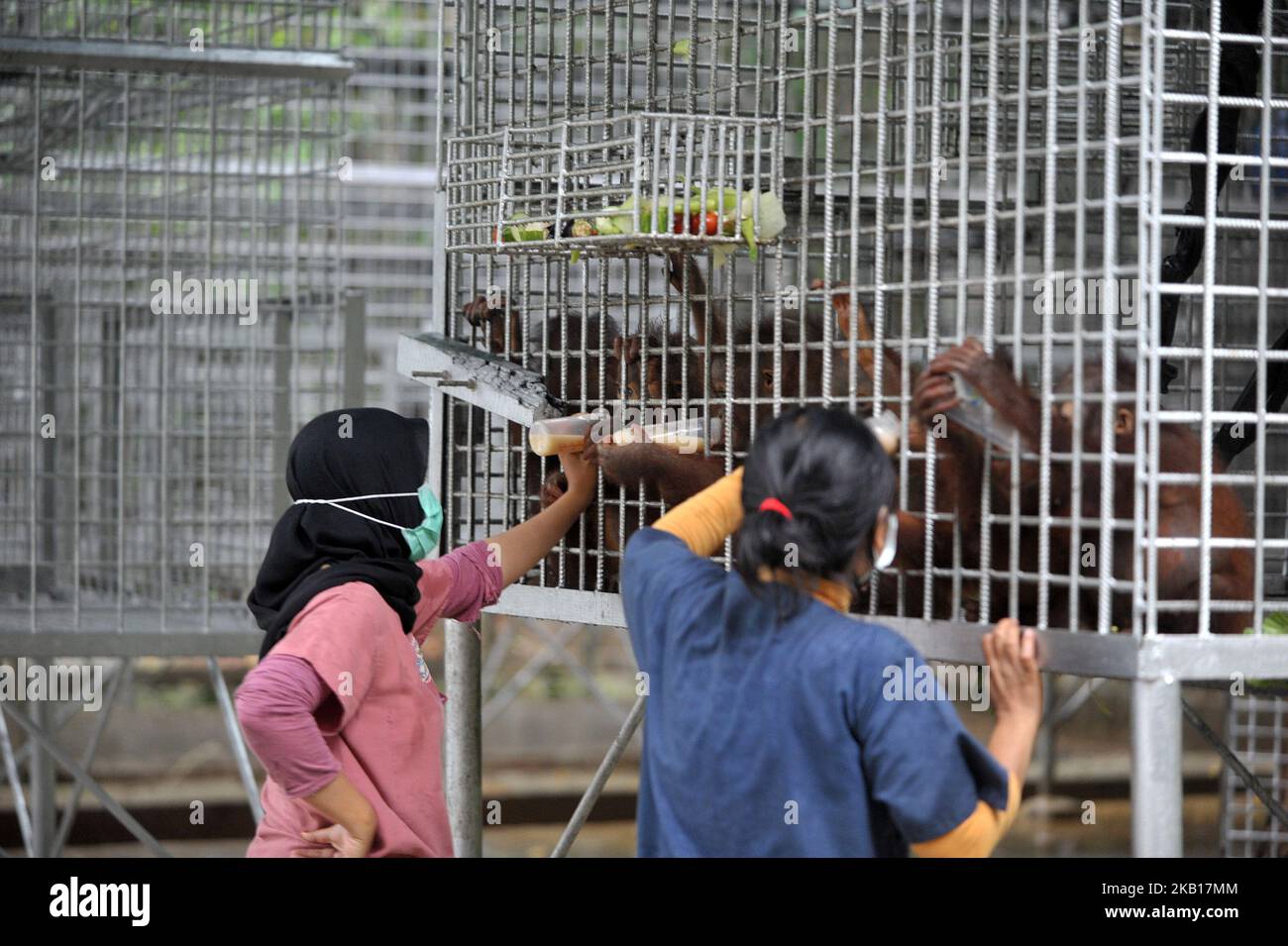 Keepers give babies Milk and food orangutans after forest school at the ...