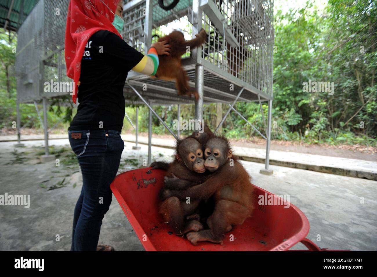 Keepers bring Orangutan Babies with wheelbarrows at a forest school in ...