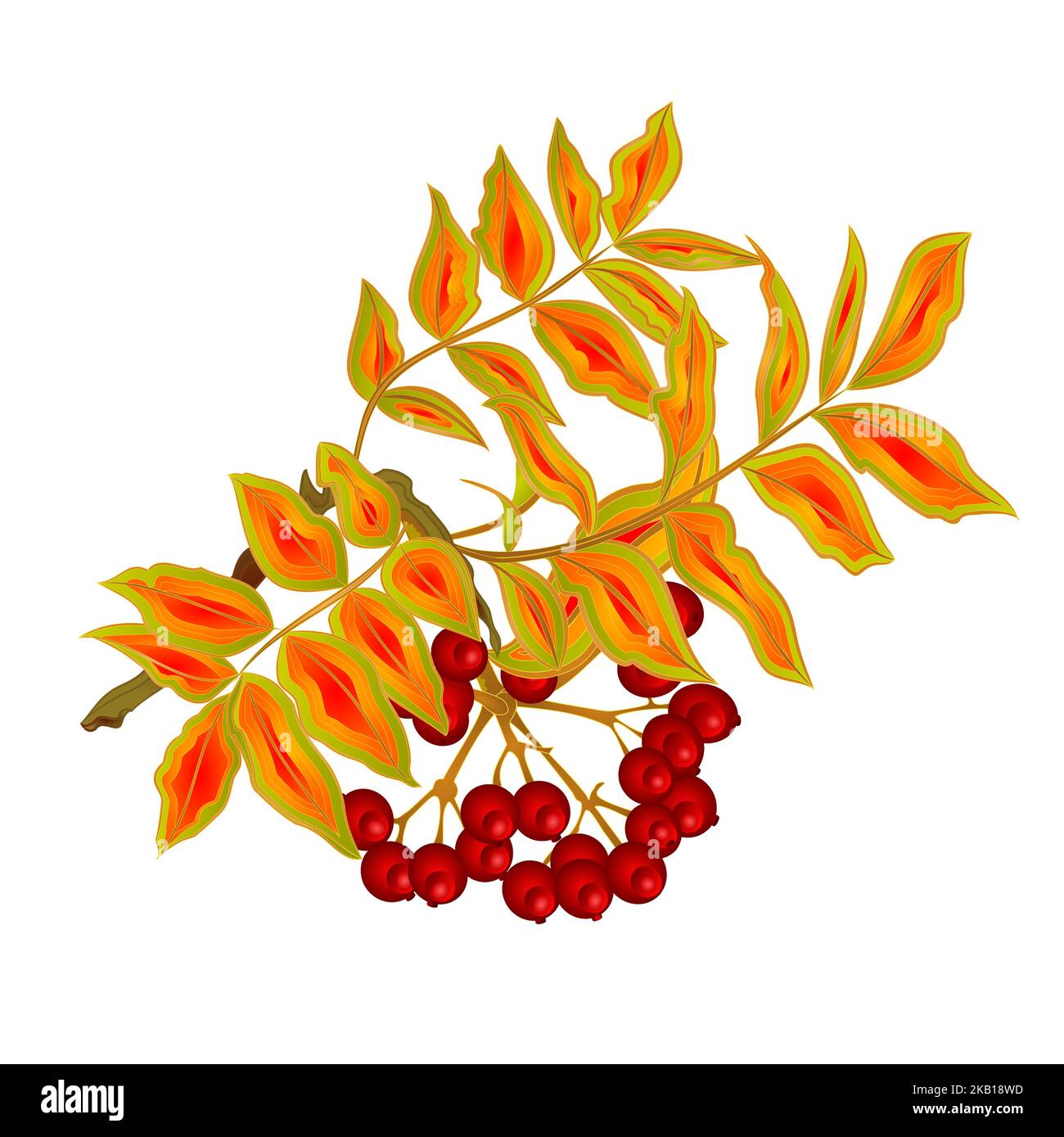 Autumn branch of rowan leaves and berries summer theme isolated on ...