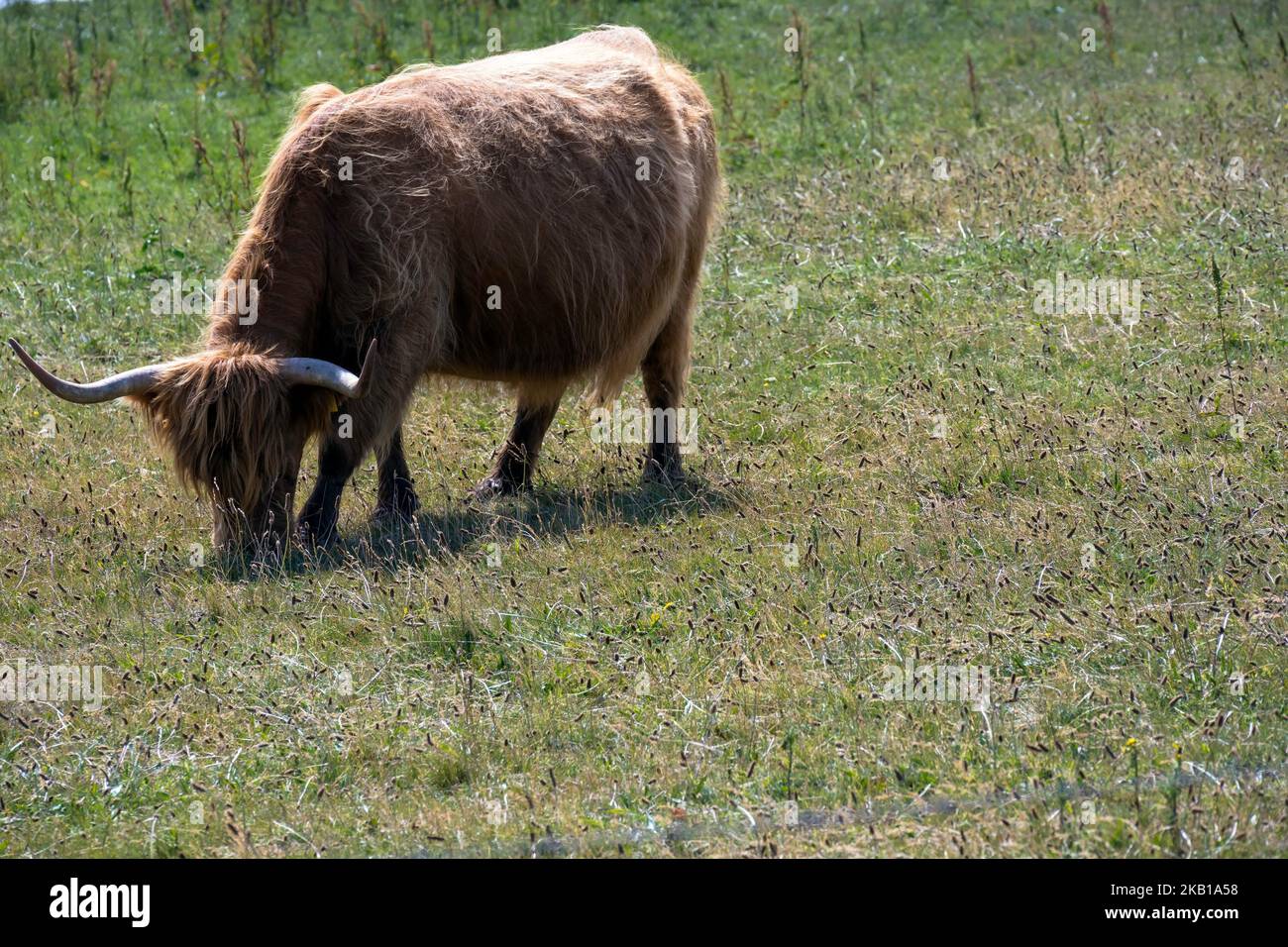 Bullgard hi-res stock photography and images - Alamy