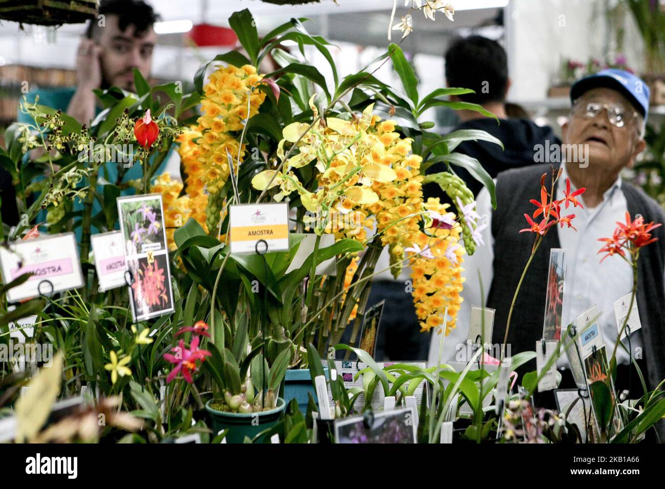 To celebrate the arrival of spring, award winning orchids are exhibited ...