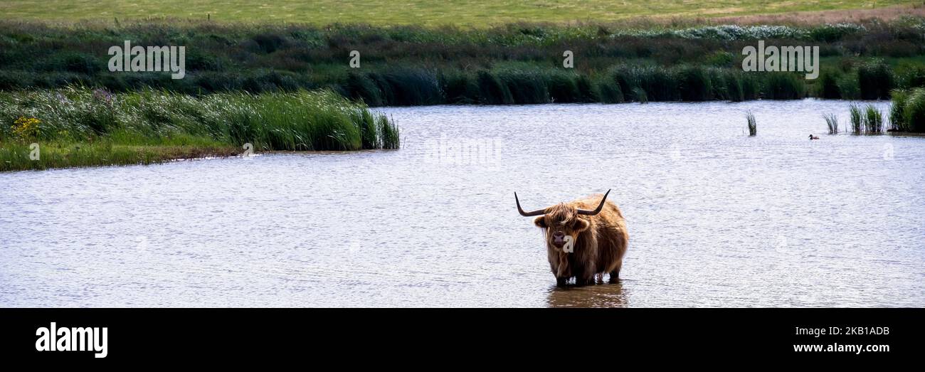 Highland Cow stand into pool at the lake Stock Photo - Alamy