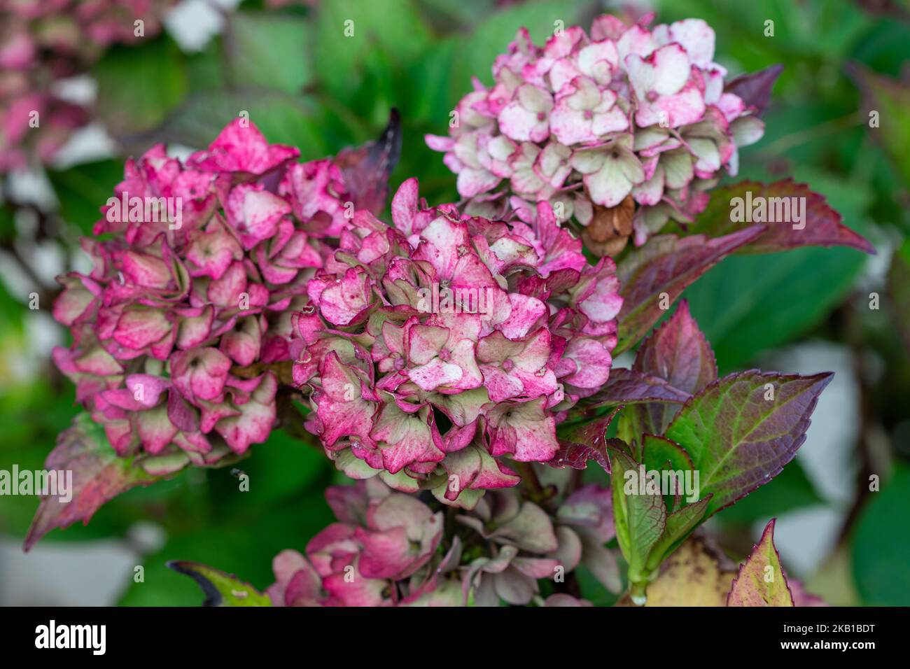 pink hydrangea macrophylla Endless summer in autumn Stock Photo - Alamy