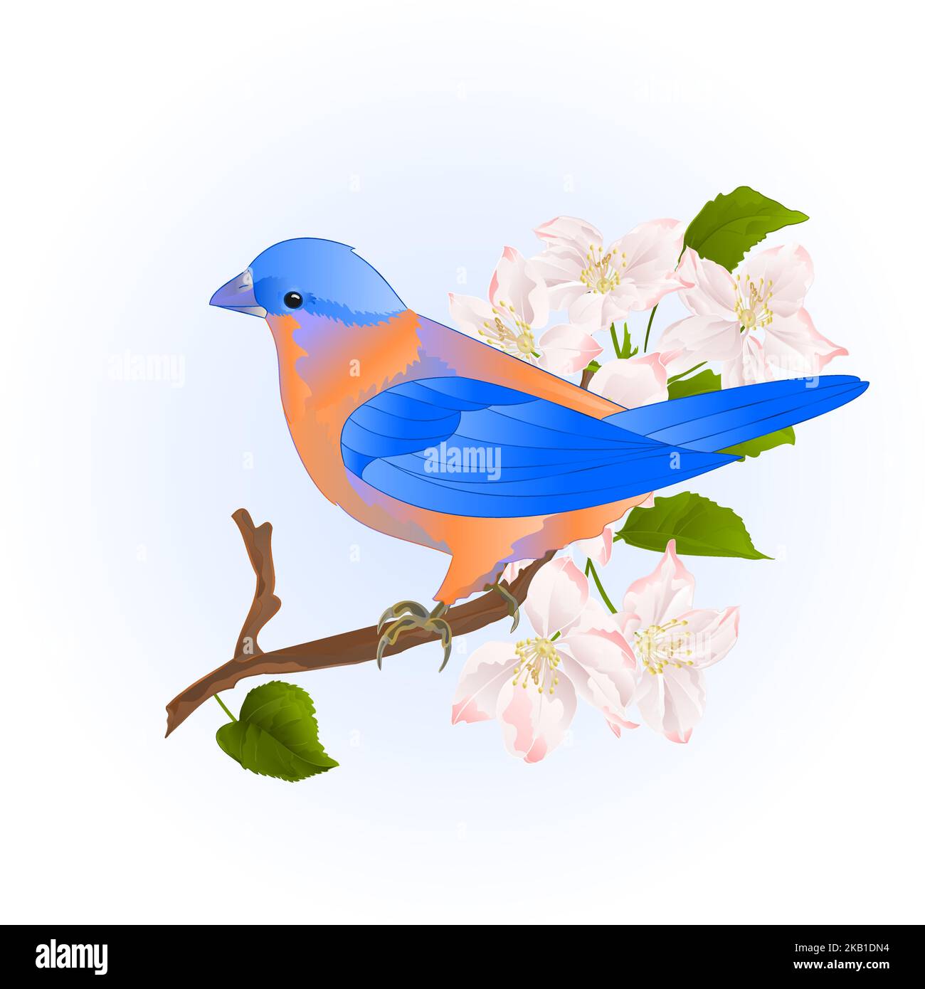 Small songbirdon Bluebird thrush on a branch apple tree vintage vector ...
