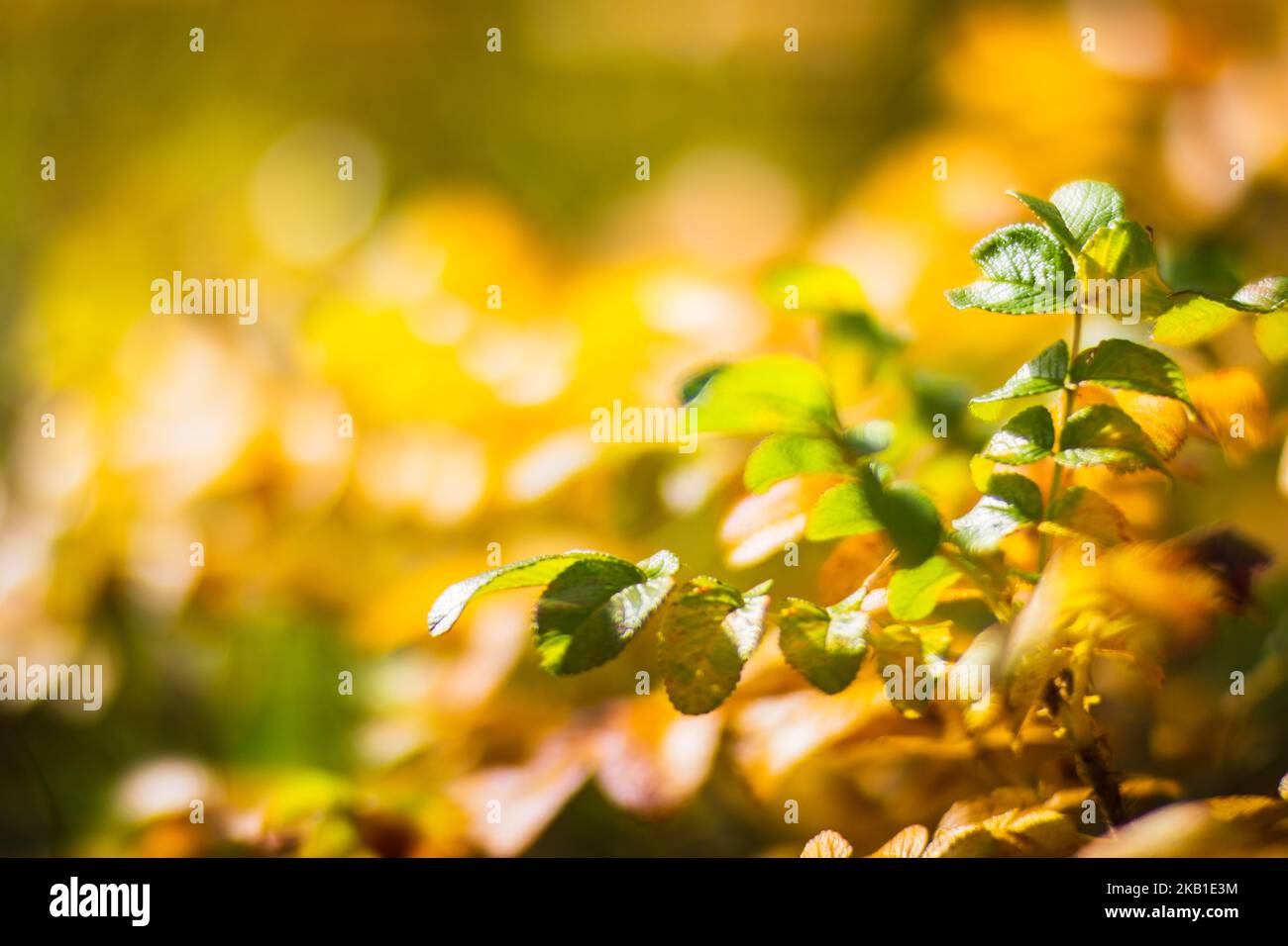 Tree branch with colorful autumn leaves close up. Autumn background ...