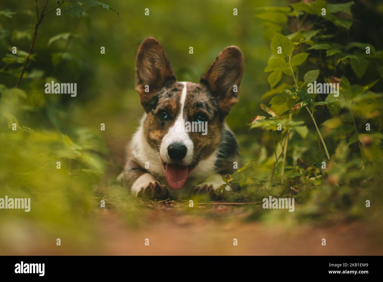 Happy corgi dog puppy laying on the ground in forest. Portrait of ...