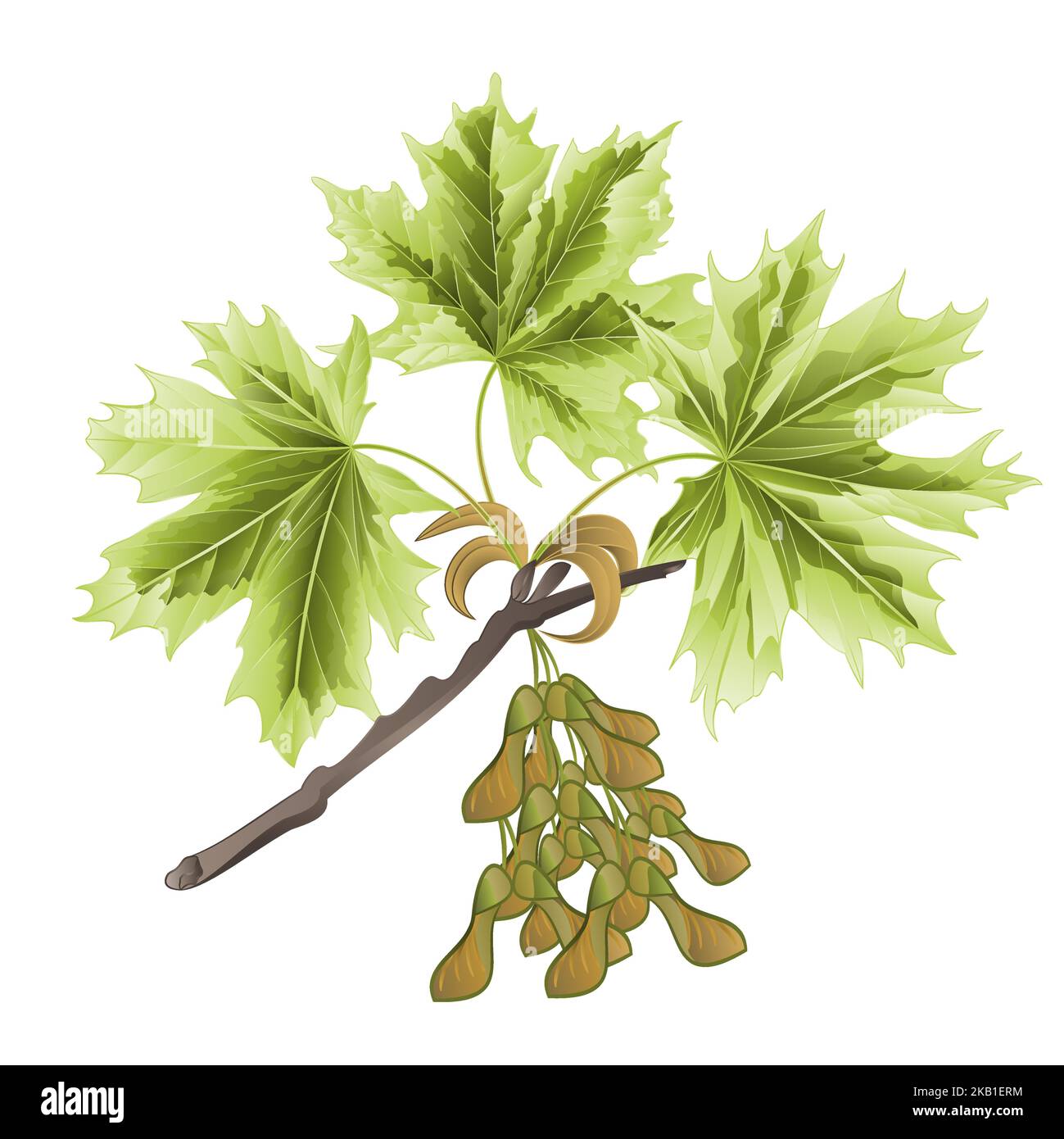 Autumn branch of maple with multicolored leaves summer theme isolated on white vintage vector ...