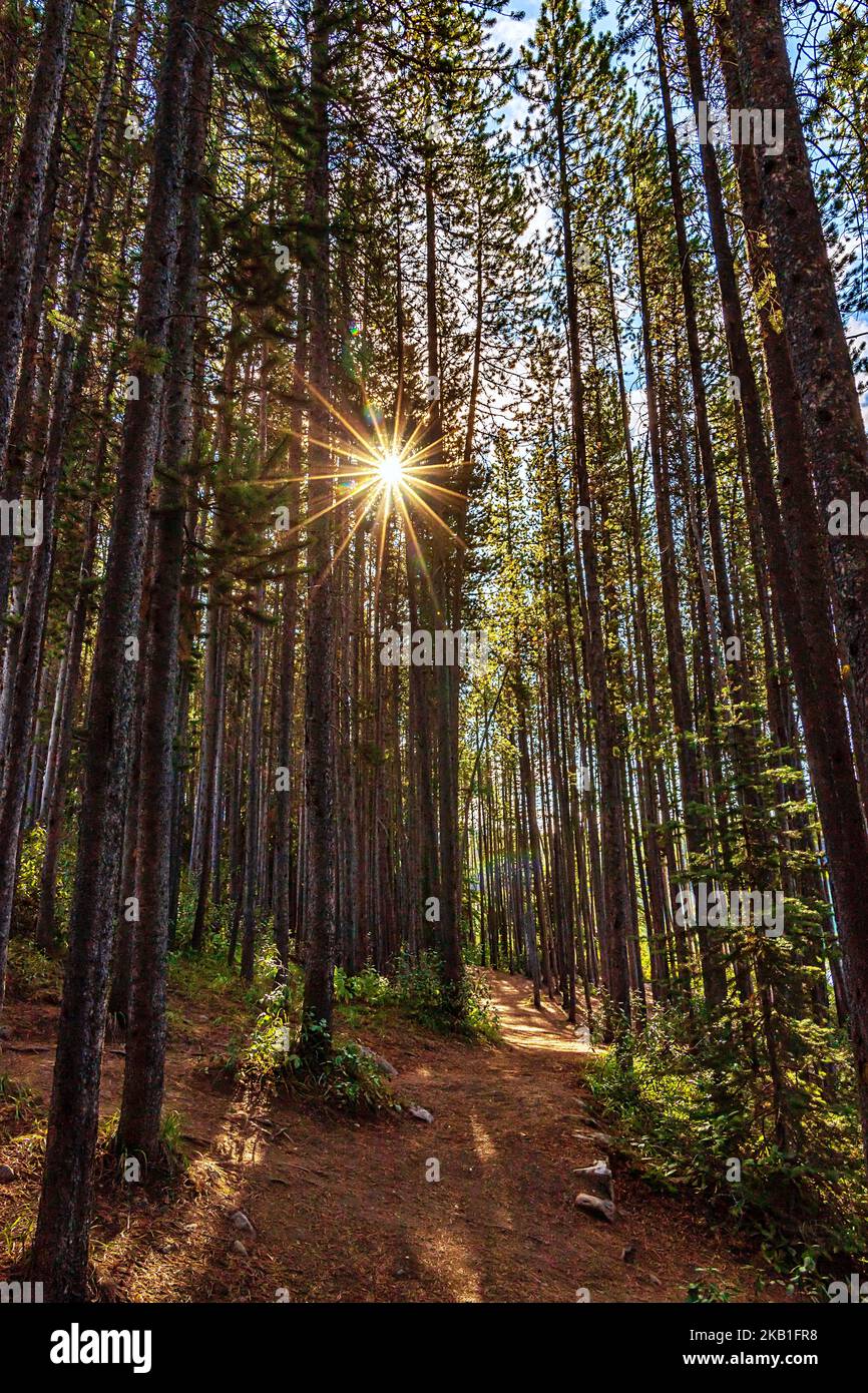 Nature trail sun through trees hi-res stock photography and images - Alamy