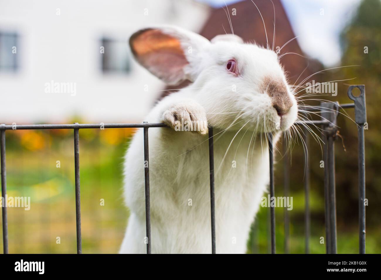 A close-up white rabbit in country yard on a summer day. Cute, kind pet ...