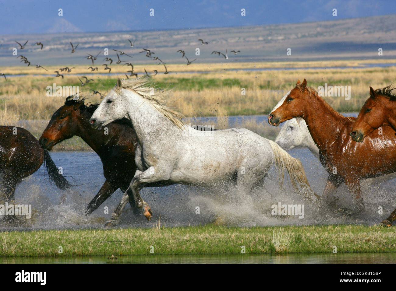 Proud of his speed hi-res stock photography and images - Alamy