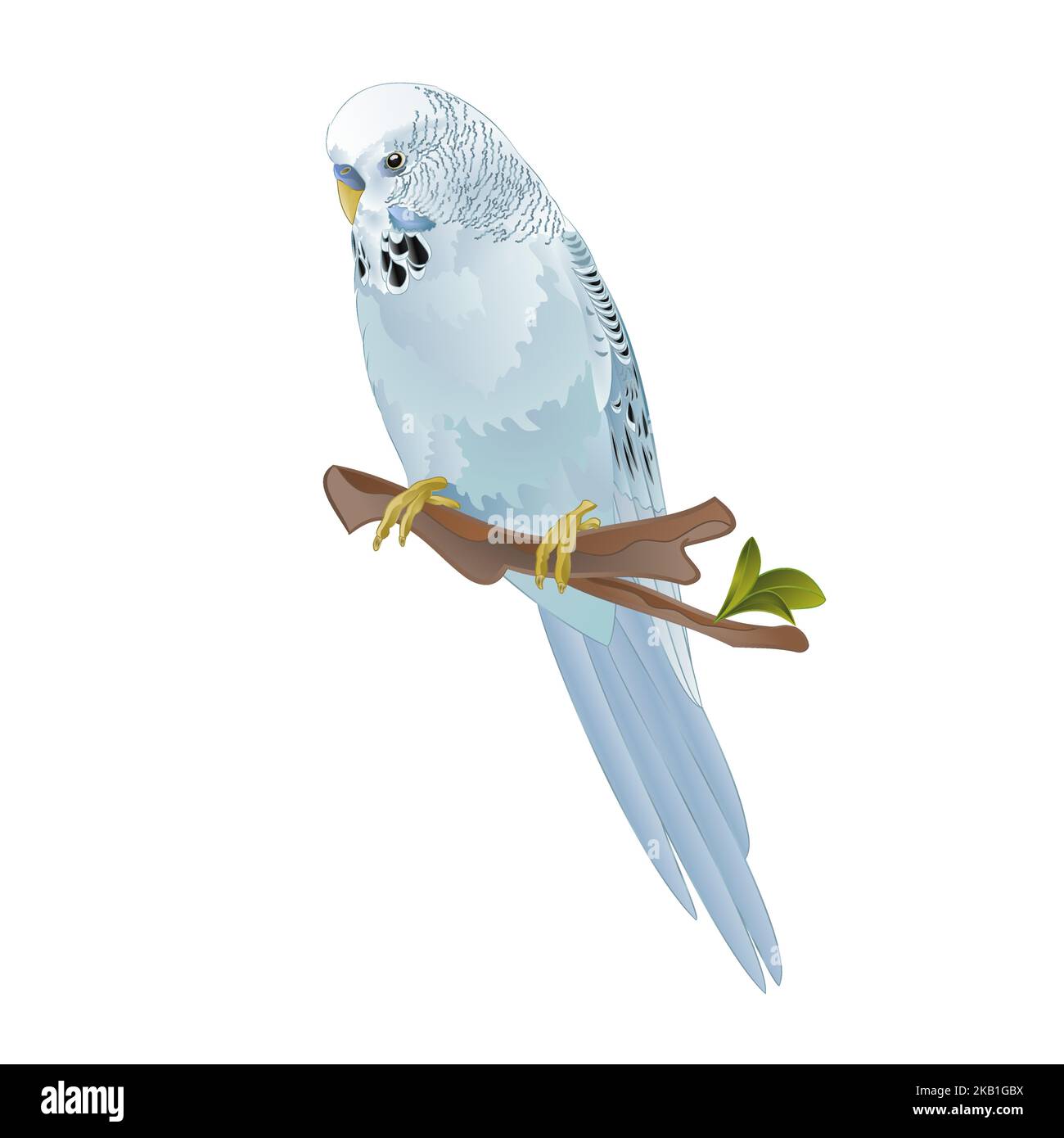 Bird Budgerigar, blue pet parakeet or budgie or shell parakeet home pet ...