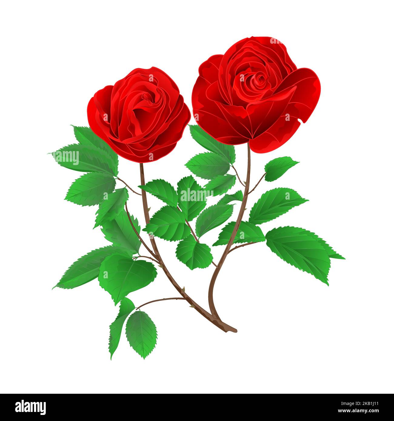 Stem buds red roses with leaves vintage on a white background set three ...