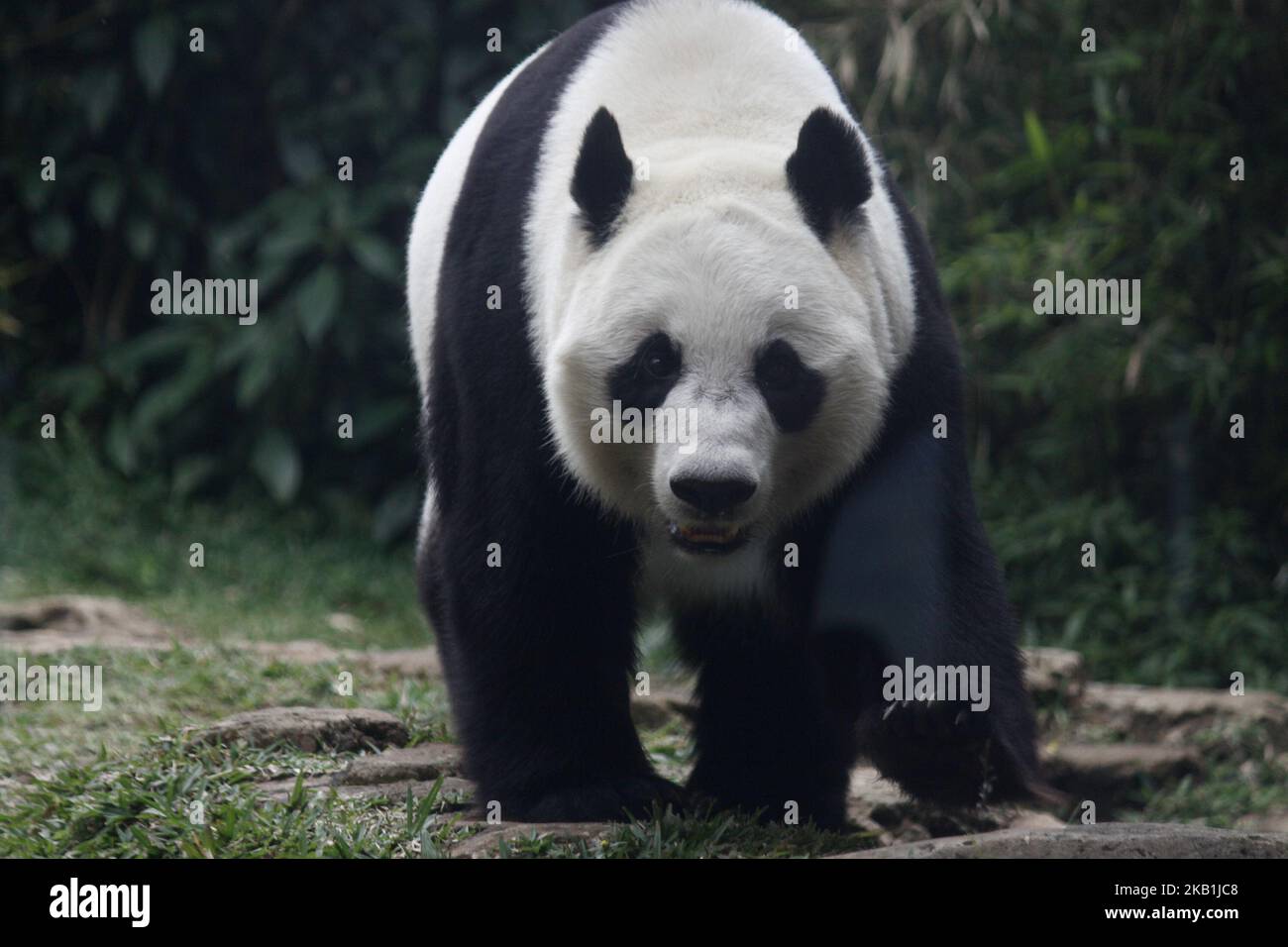 The male Giant Panda Cai Tao paly in his cage during the commemoration ...