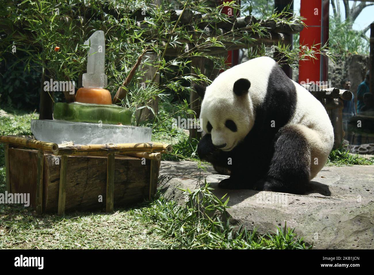 The male Giant Panda Cai Tao paly near his gift during the ...