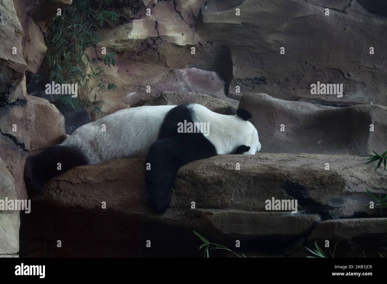 The female Giant Panda Hu Chun sleep in her cage during the ...