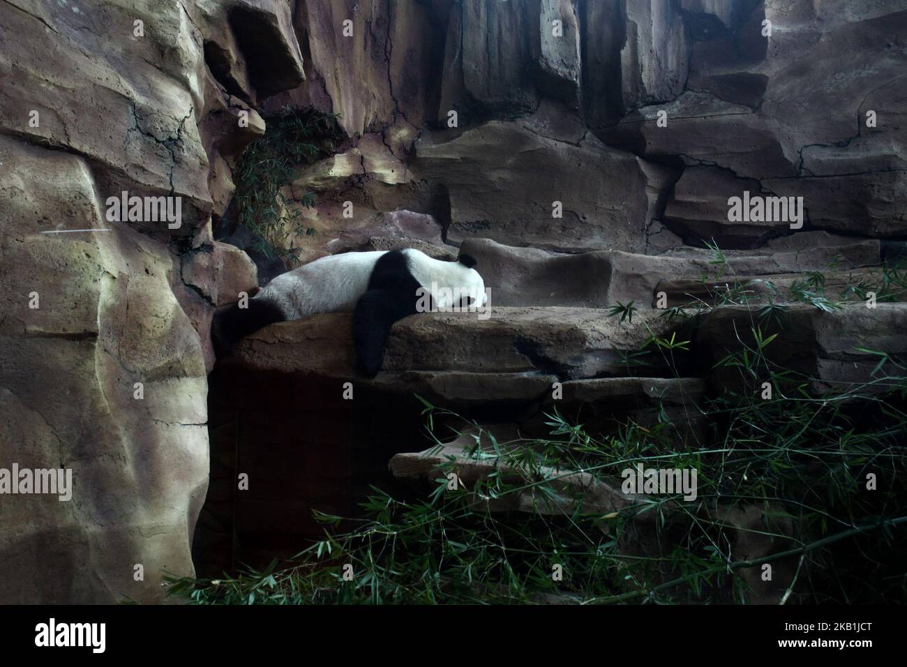 The female Giant Panda Hu Chun sleep in her cage during the ...