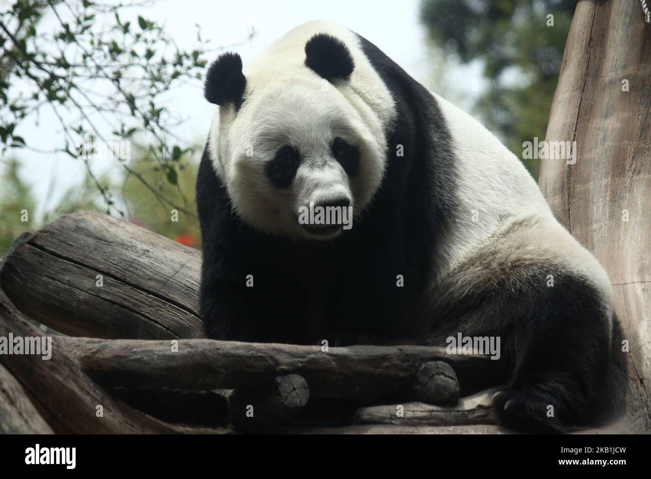 The male Giant Panda Cai Tao paly in his cage during the commemoration ...