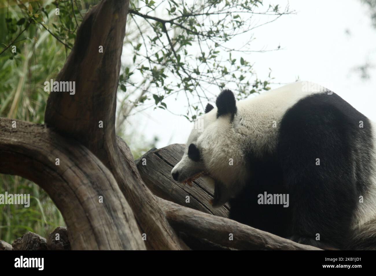 The male Giant Panda Cai Tao paly in his cage during the commemoration ...