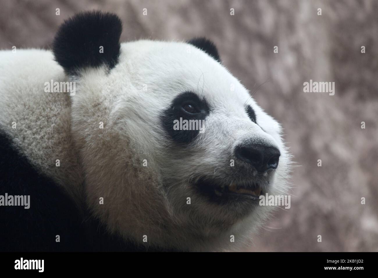 The male Giant Panda Cai Tao paly in his cage during the commemoration ...