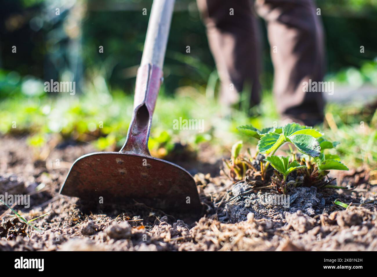 Farmer cultivating land in the garden with hand tools. Soil loosening ...