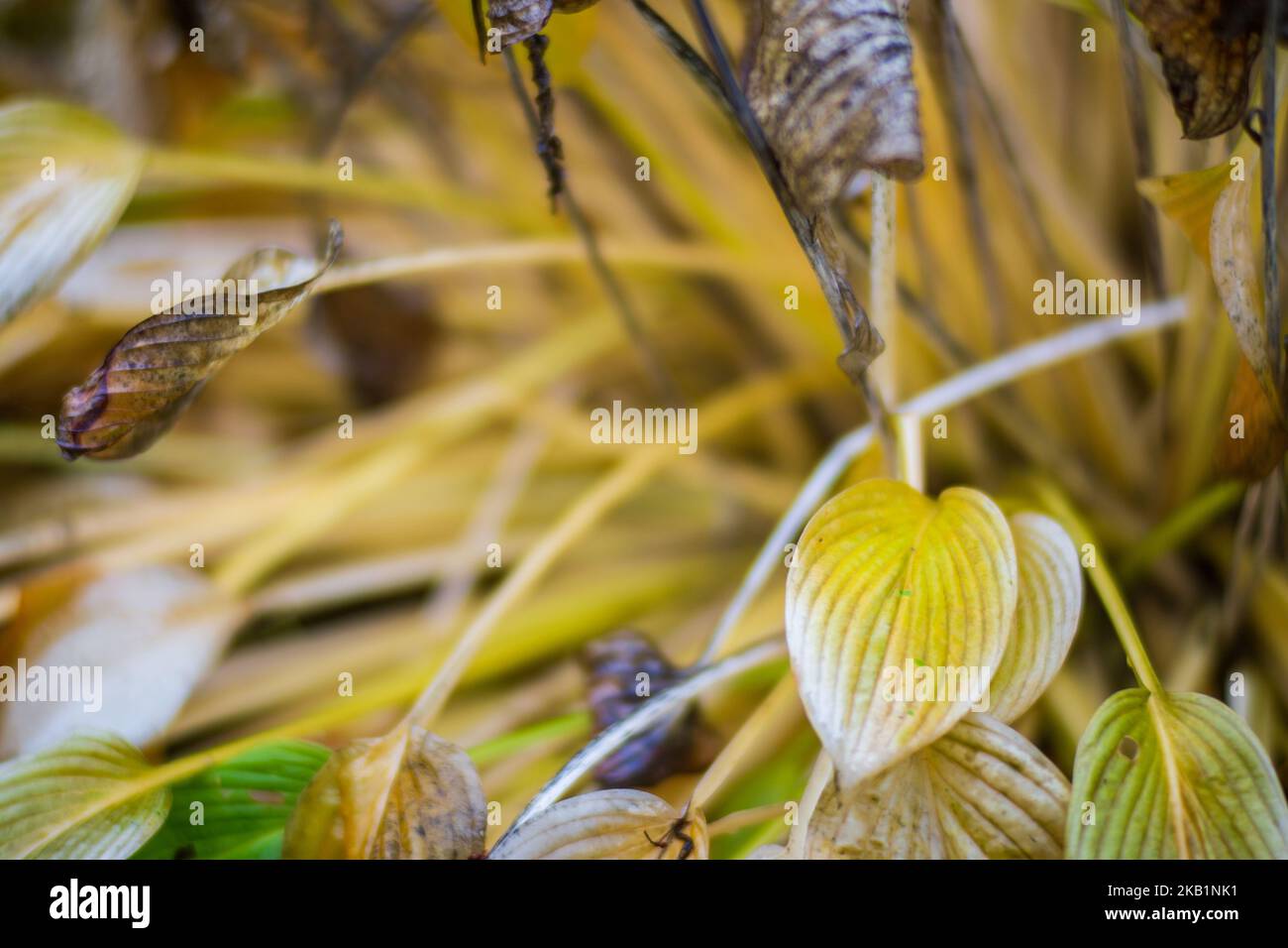 Old autumn leaves of the plant close-up. Beautiful autumn natural ...