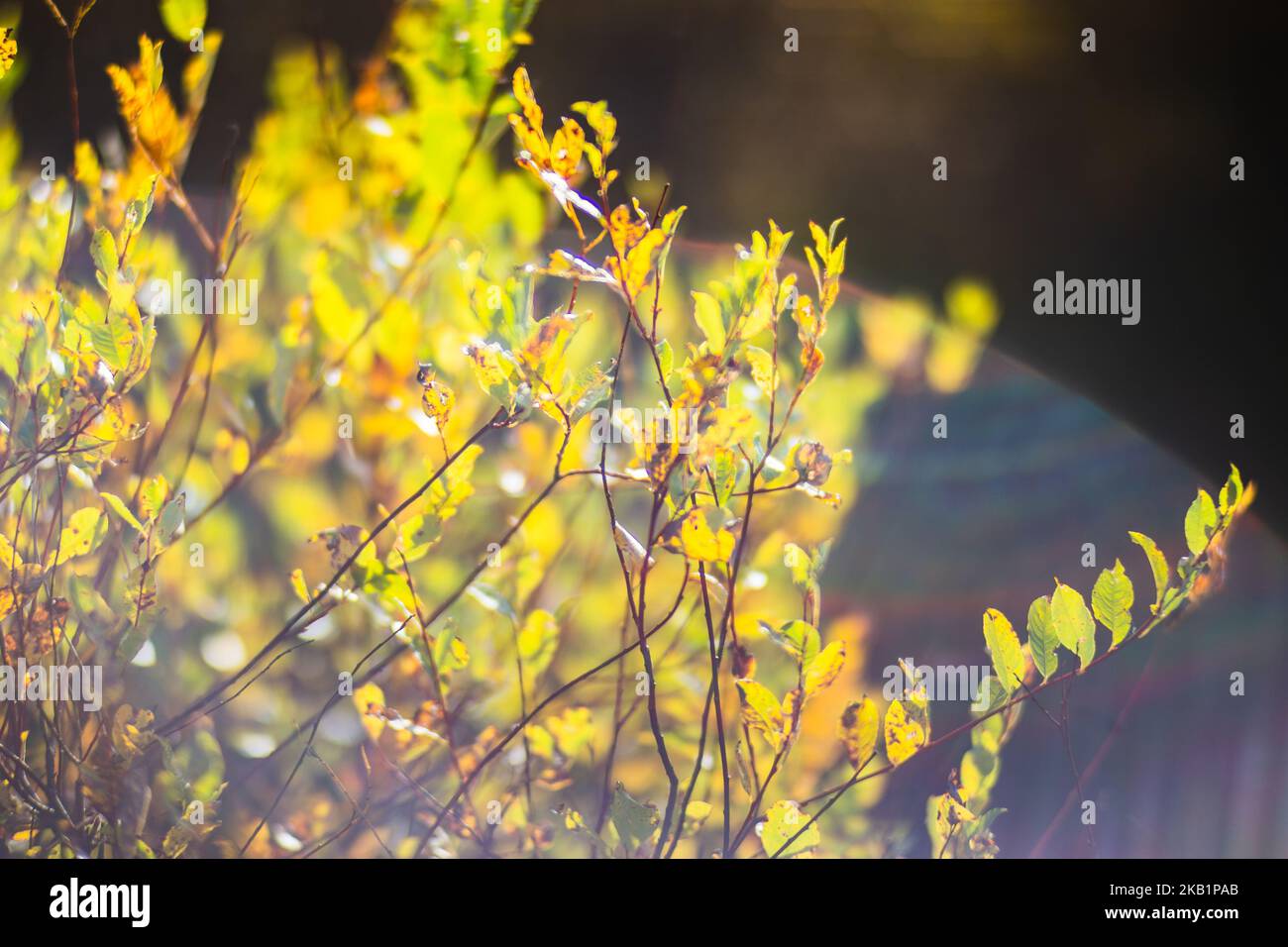 Tree branch with colorful autumn leaves close up. Autumn background ...