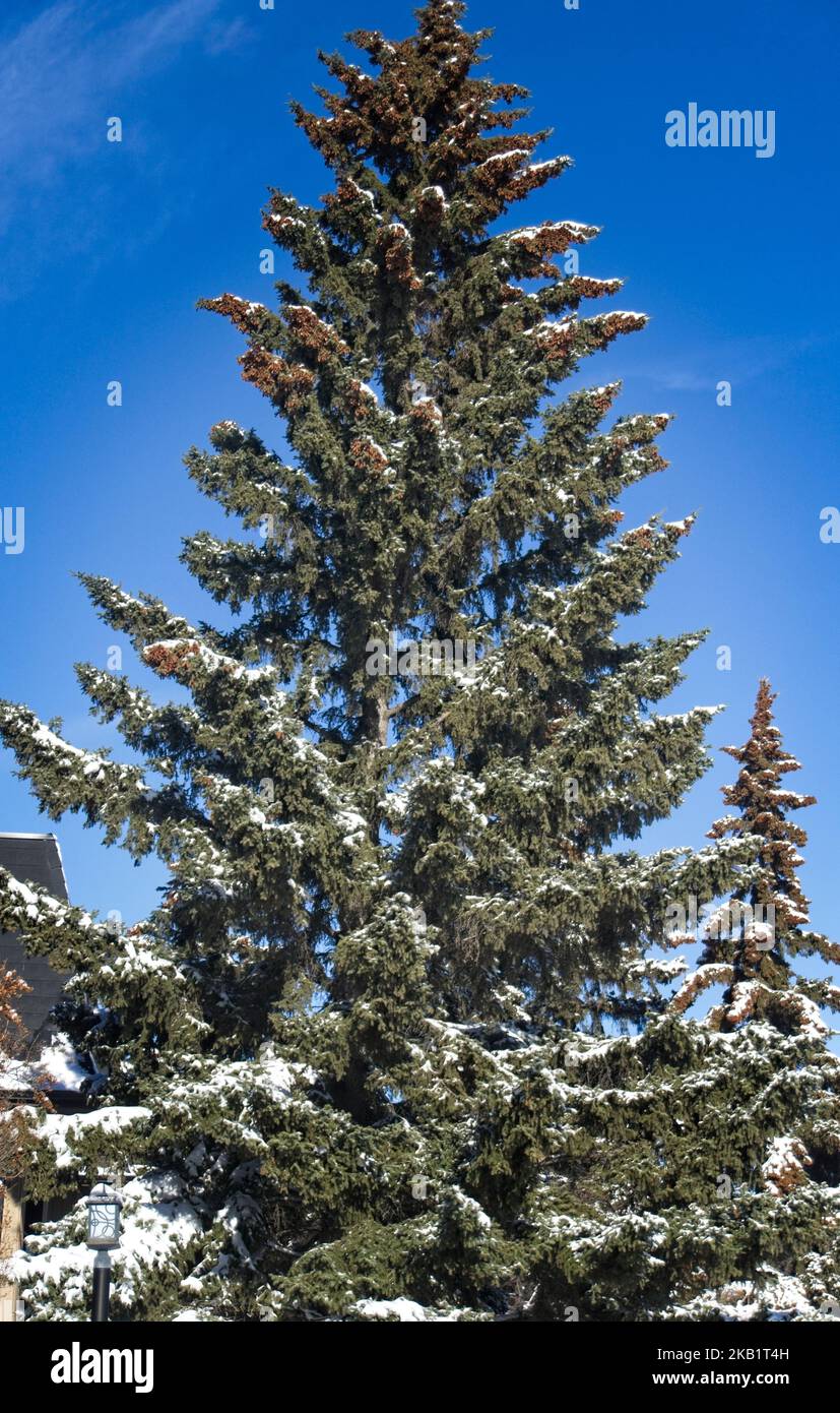 Evergreen tree Calgary Alberta Stock Photo - Alamy