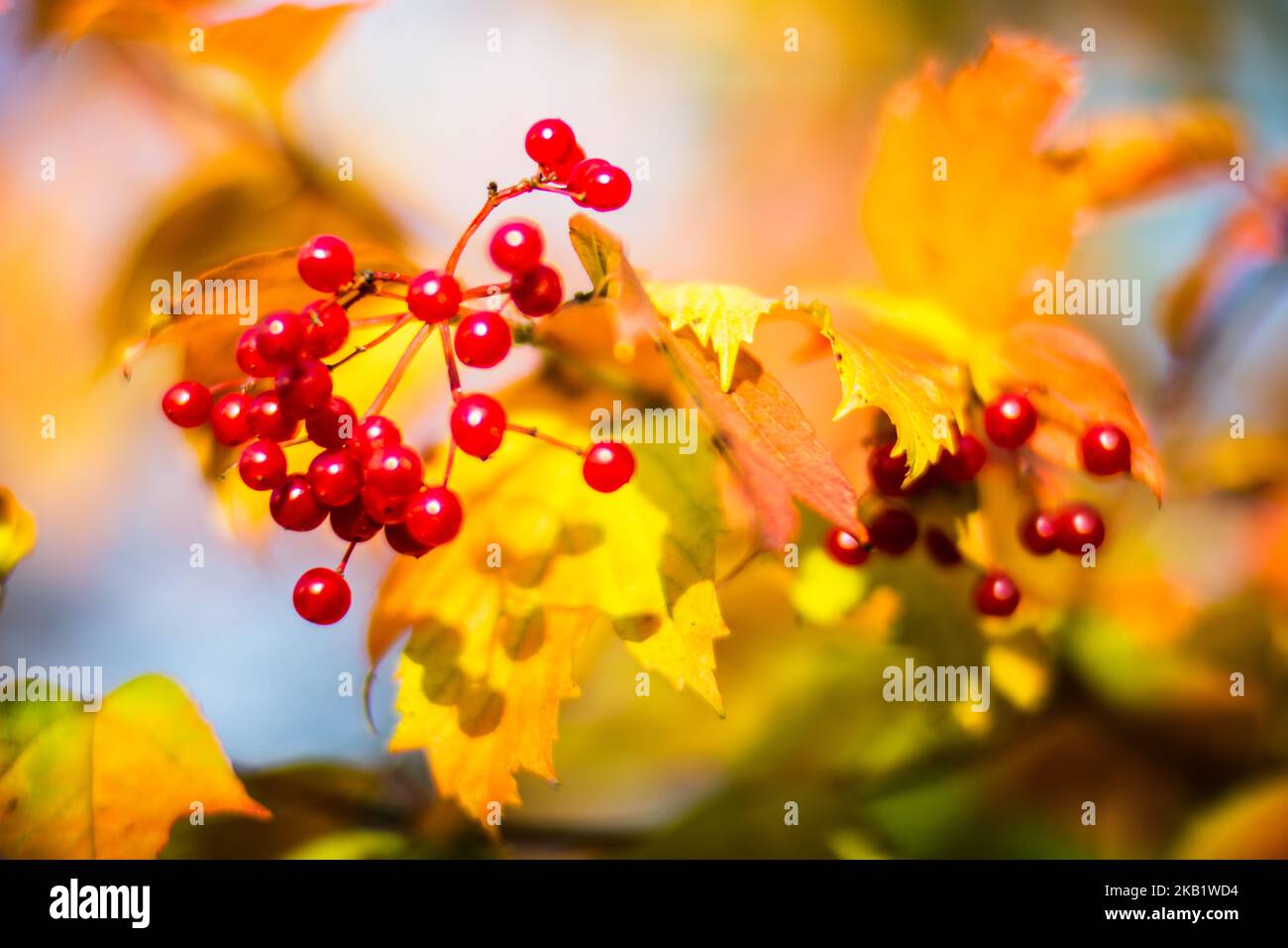 Tree branch with colorful autumn leaves and red berries close-up ...
