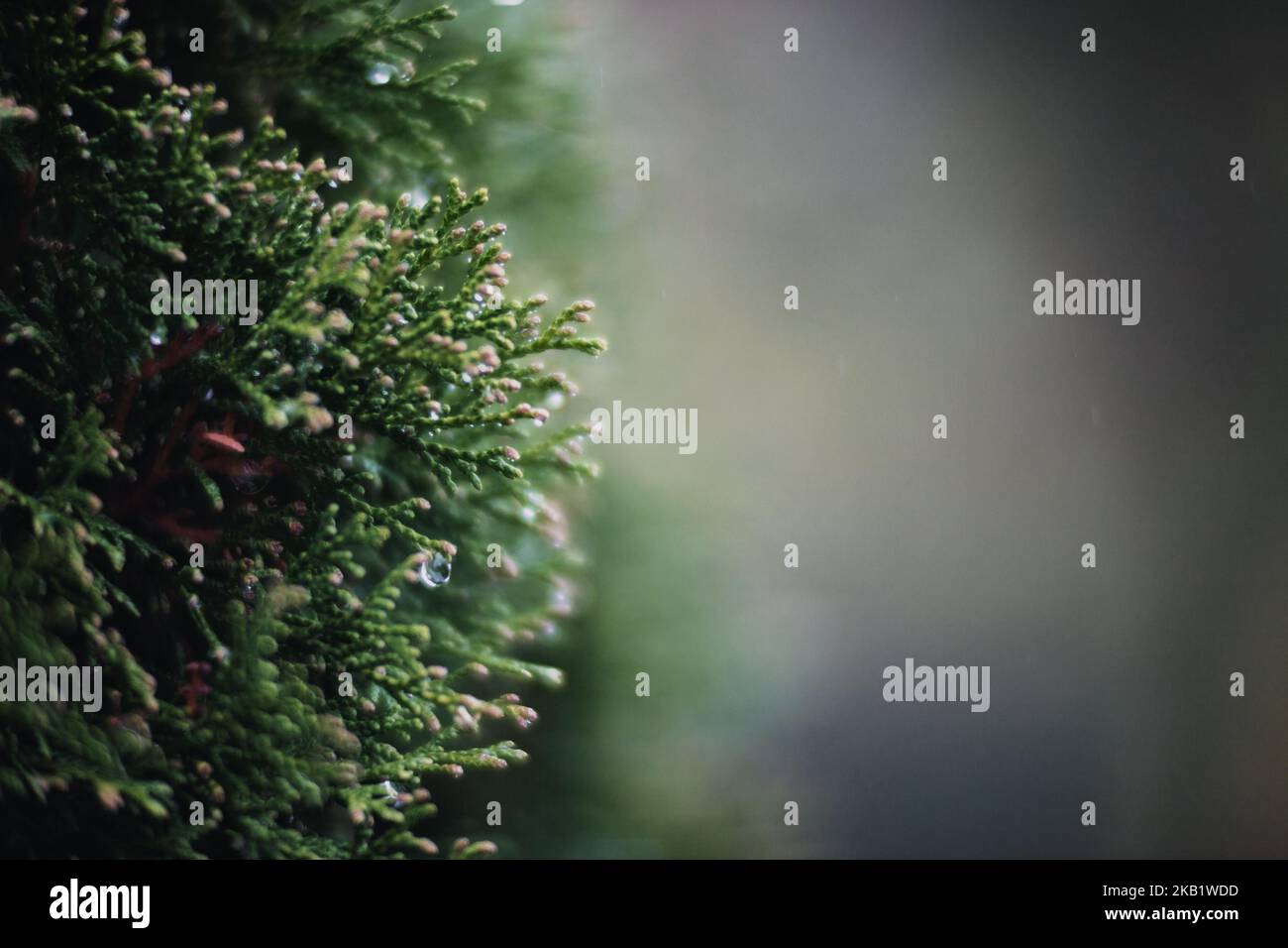 Tree branches with water drops. Autumn rainy weather Stock Photo - Alamy