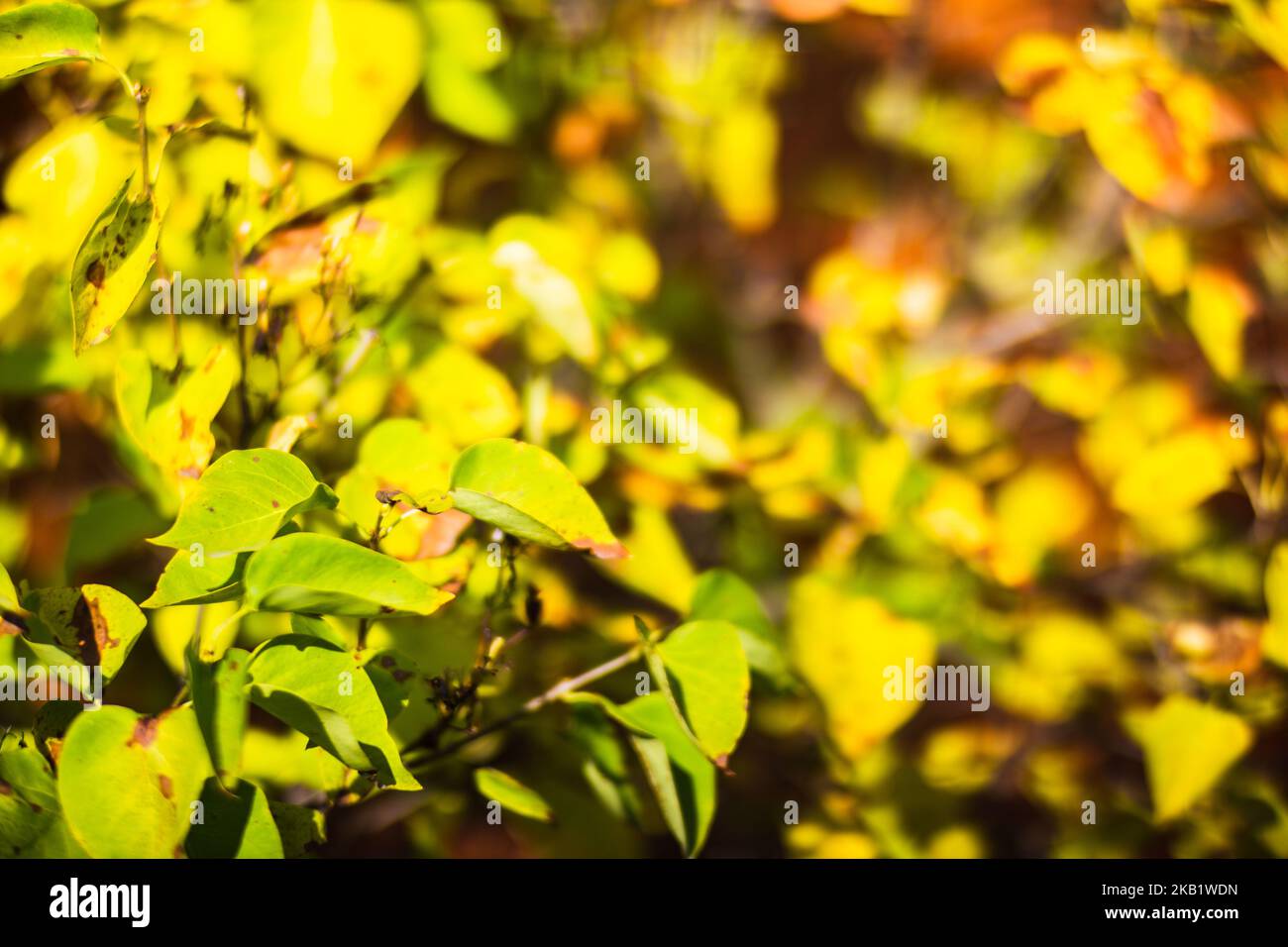 Tree branch with colorful autumn leaves close up. Autumn background ...