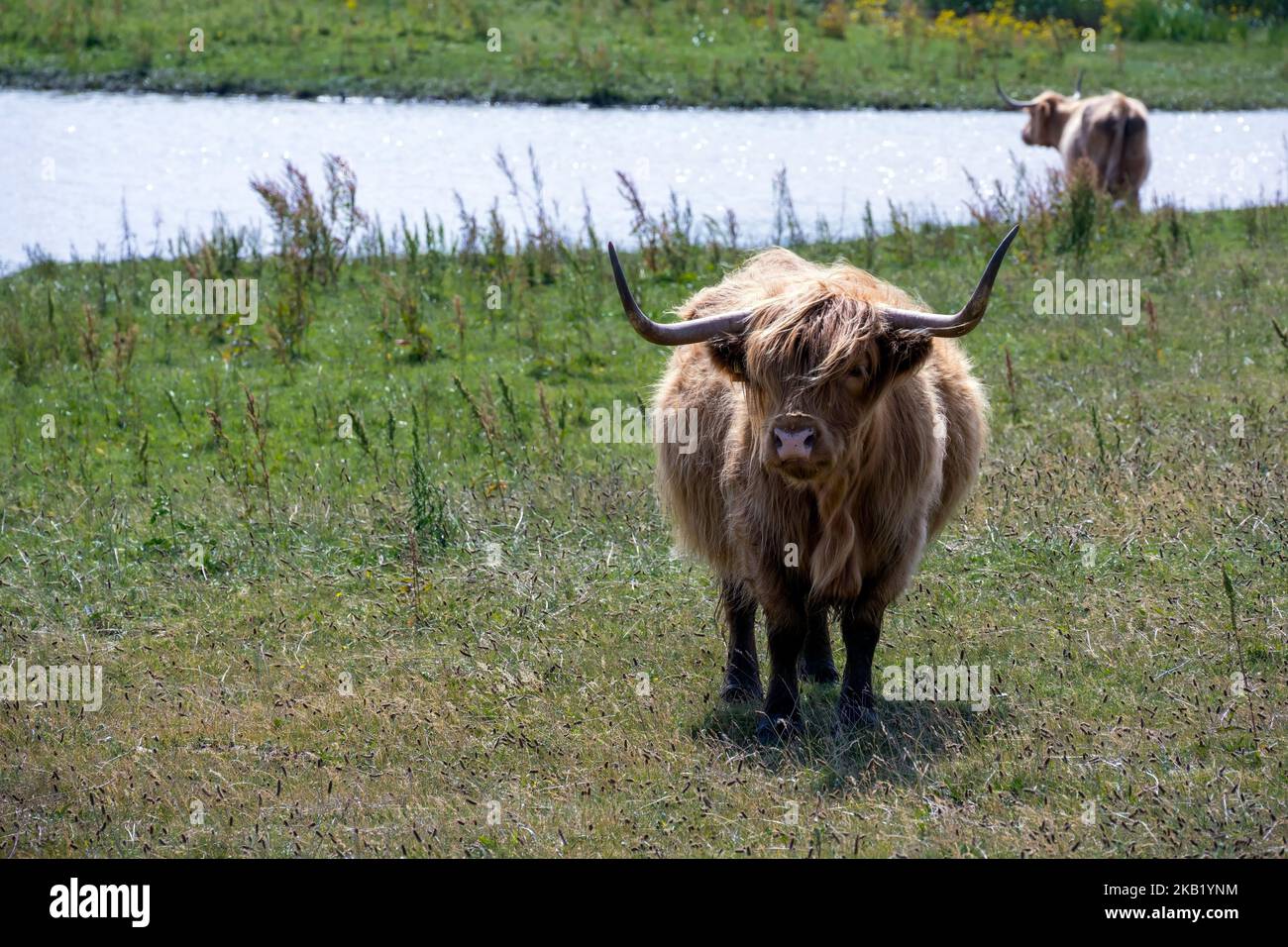 Bullgard hi-res stock photography and images - Alamy