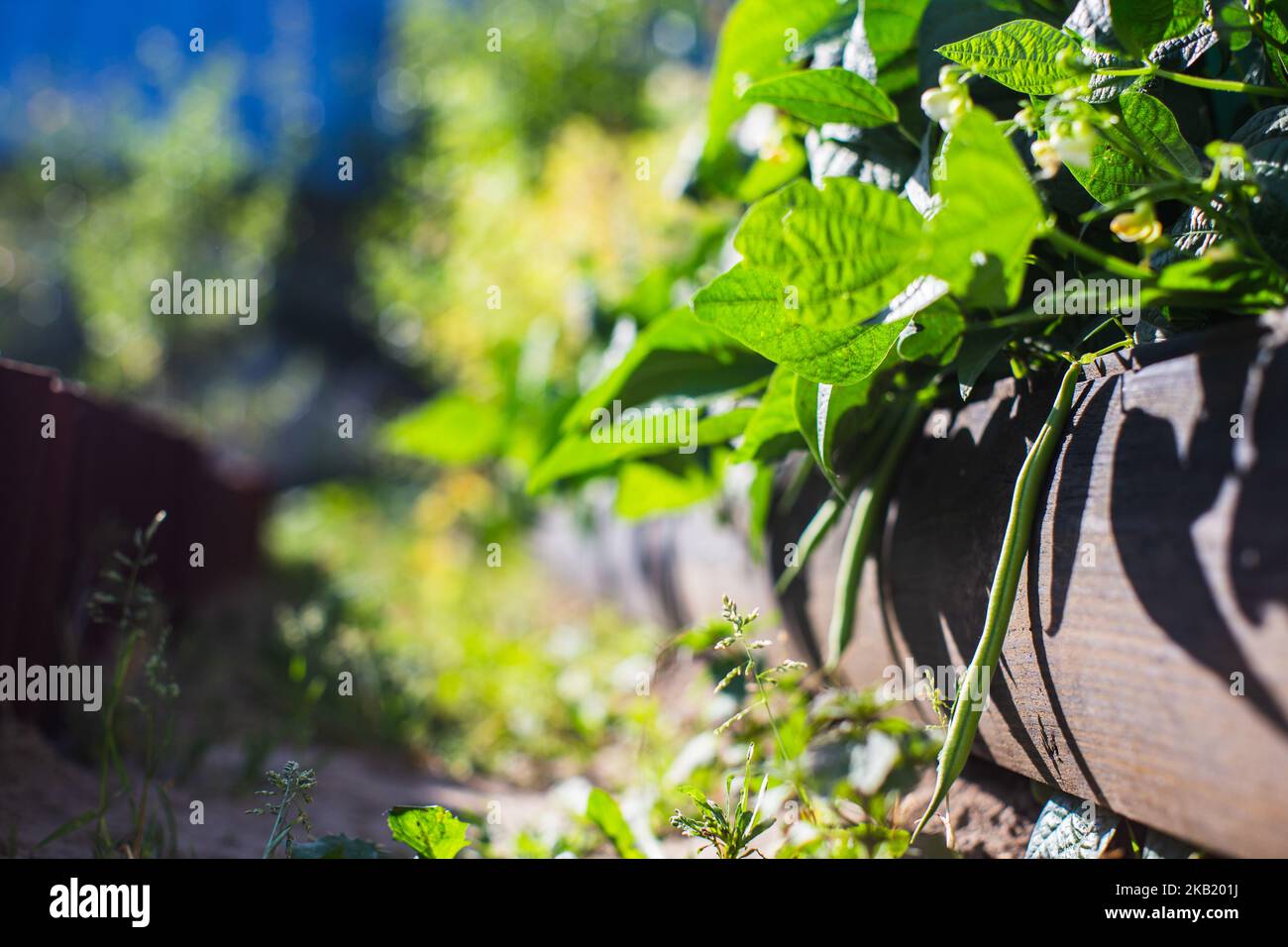 Bean crops planted in soil get ripe under sun. Cultivated land close up ...
