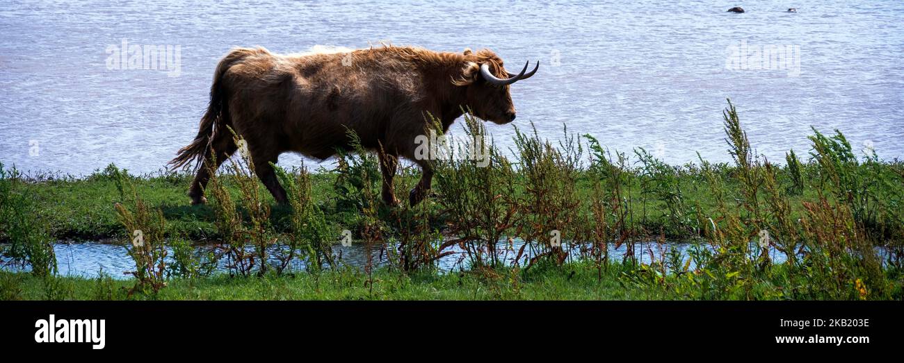 Highland Cow walks Stock Photo - Alamy