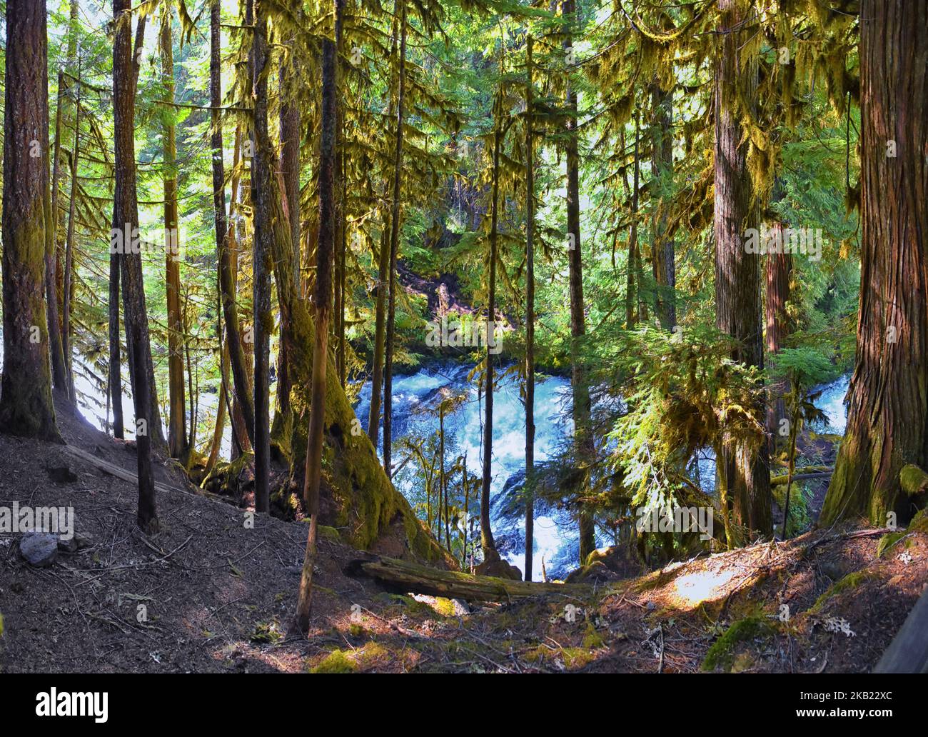 Sahalie Koosah Tamolitch falls hiking trail on McKenzie river ...