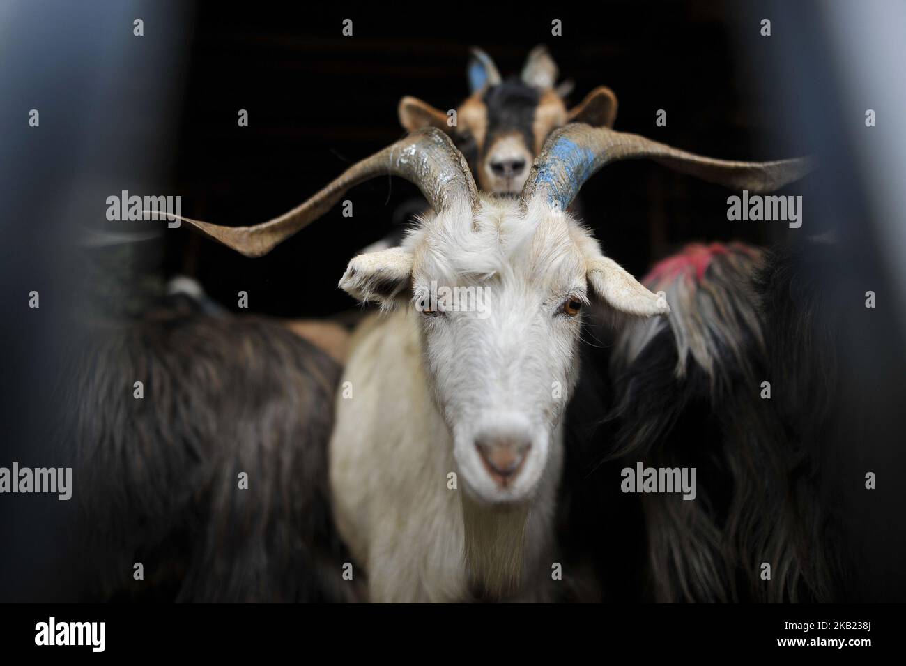 Dashain family hi-res stock photography and images - Alamy