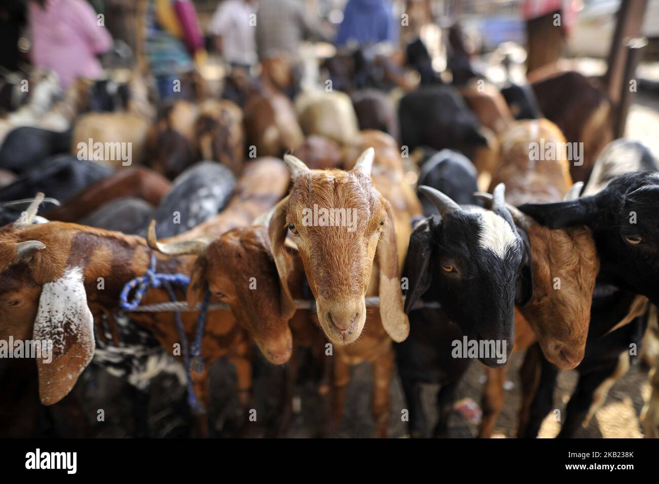 Goats puts on sale for the Dashain, the biggest religious festival of ...
