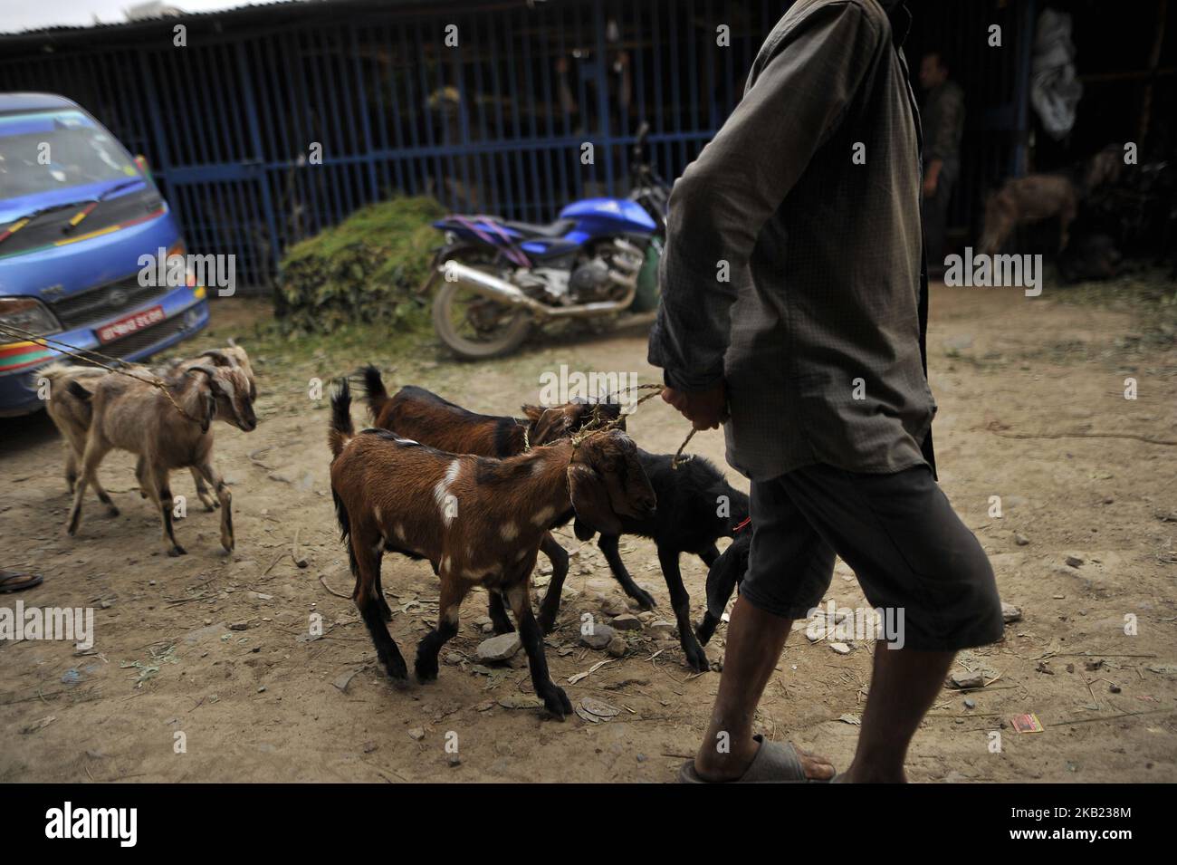 A Nepalese man dragging goat after buying for the Dashain, the biggest ...