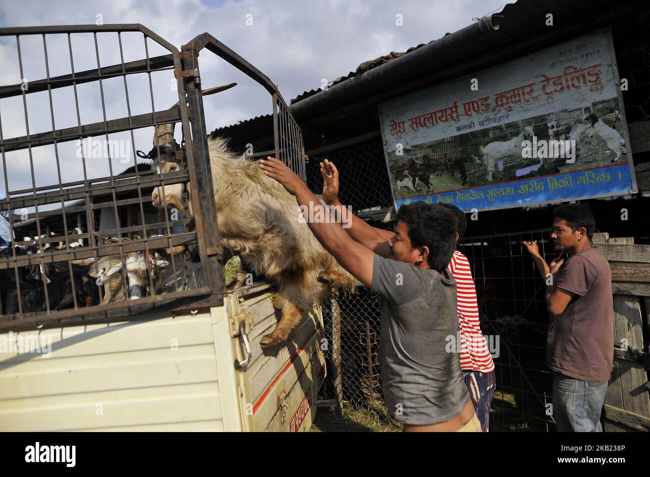 Buyer puts goat in the vehicle for the Dashain, the biggest religious ...