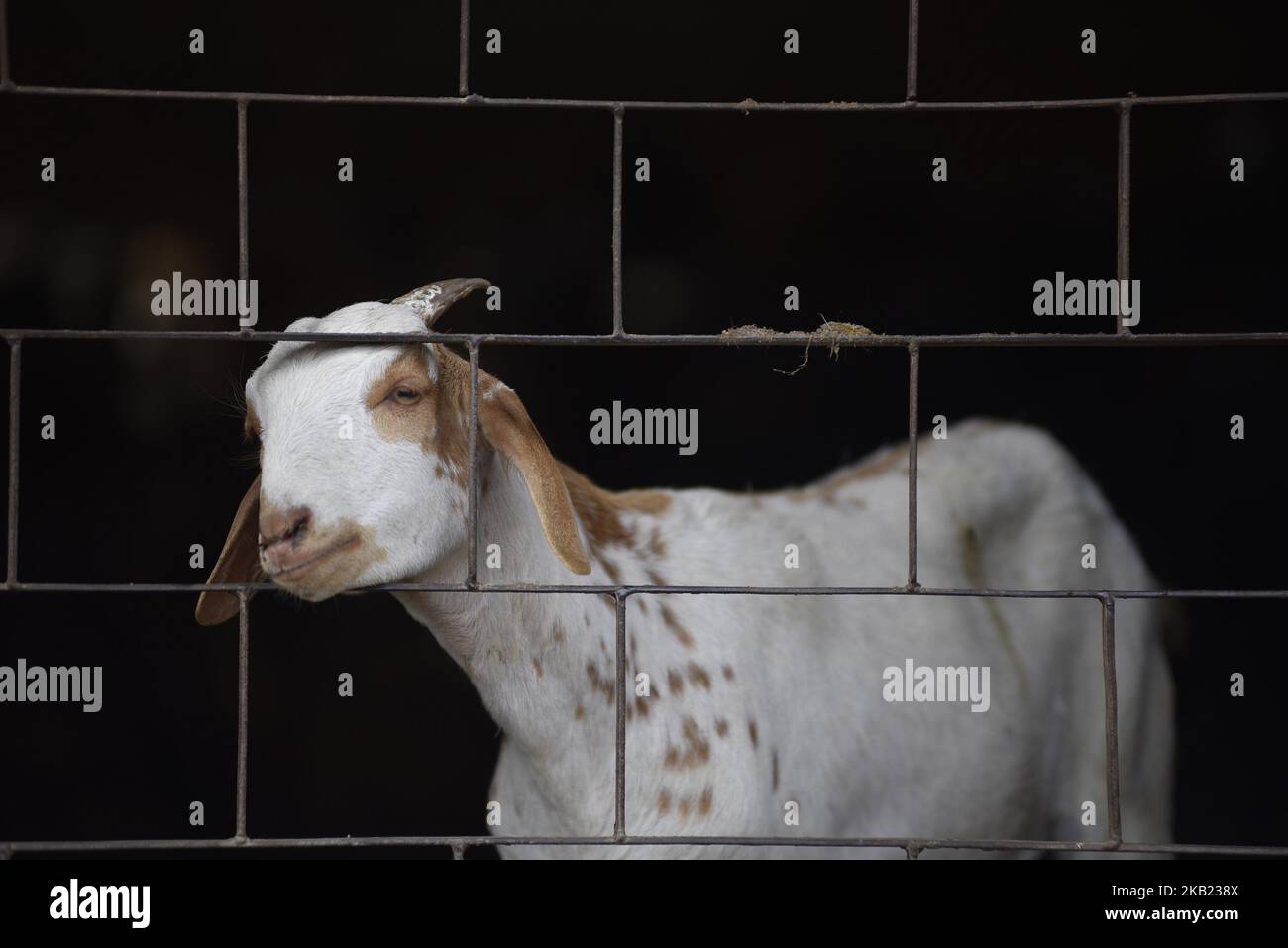 Dashain nepal family hi-res stock photography and images - Alamy